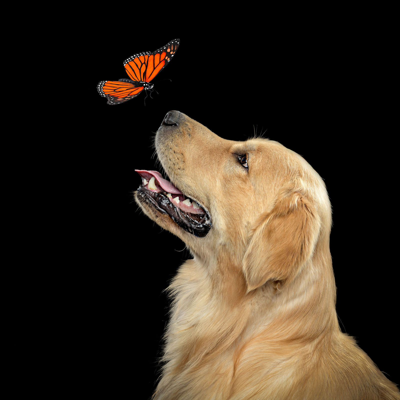 Spud's Portraits by Annmarie Young Photography
