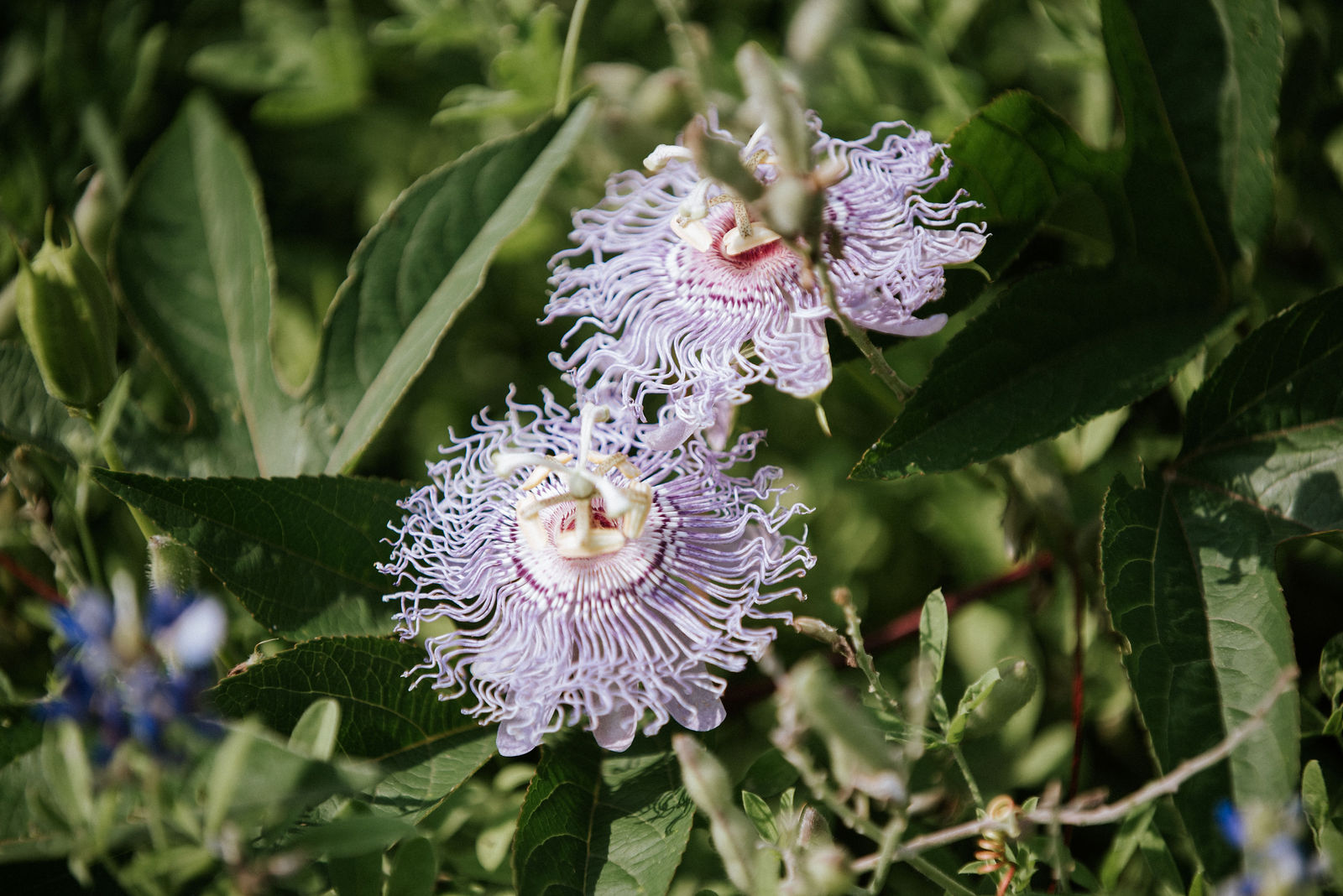 Hawk by Lisa Hause Photography