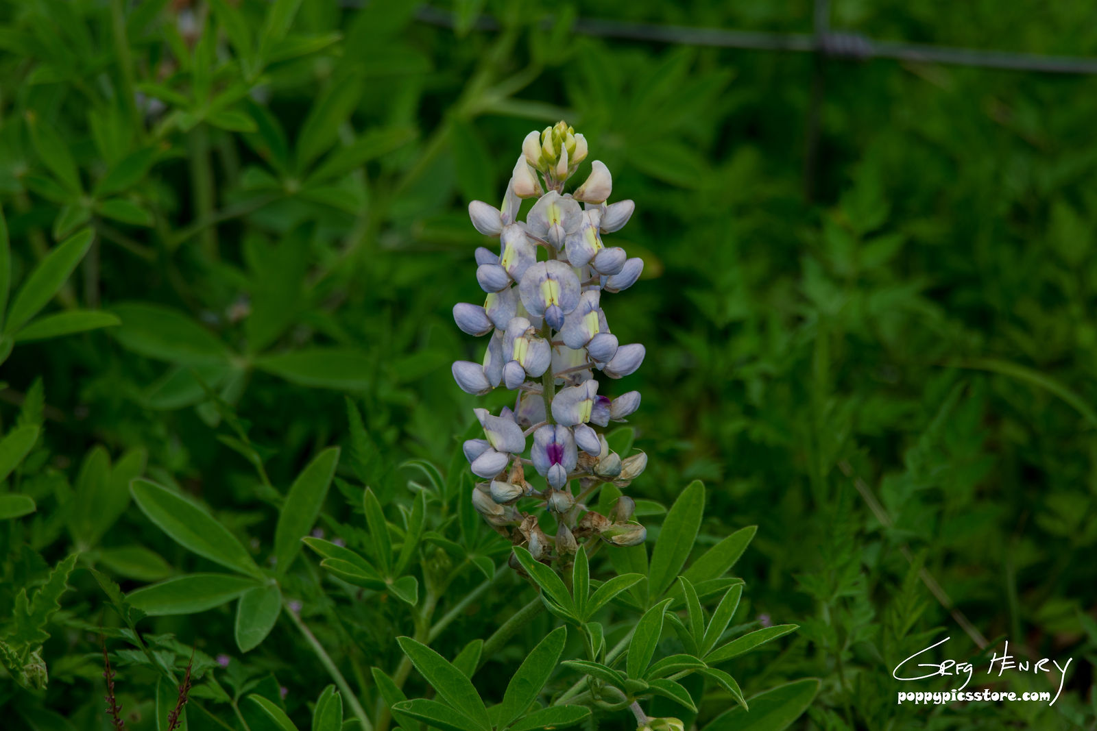 White Bluebonnets by Poppypics
