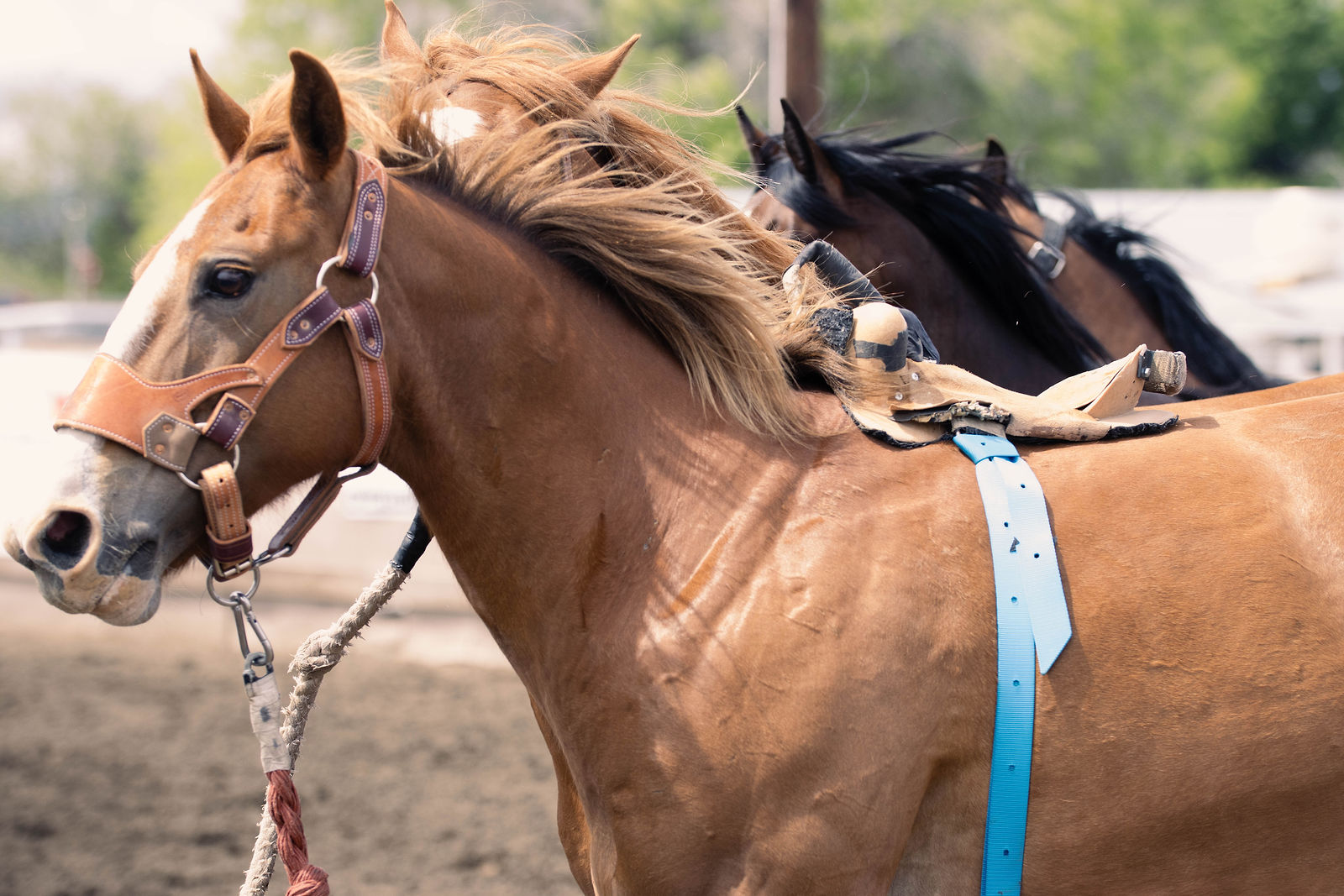 Wiley City Rodeo 2025 by Elaine's Photography