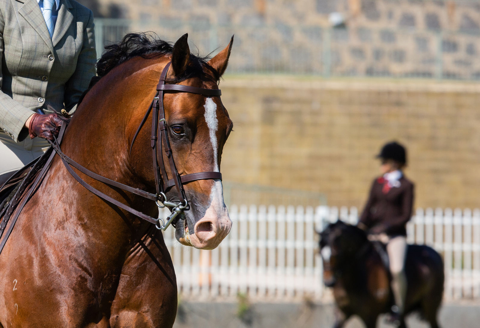 THE 38TH ALL WELSH SHOW by Christie Lyn Photography