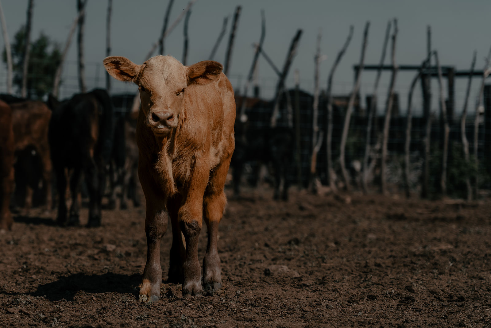 Reed's Branding + Pro Hats by BonaFide Cowboy