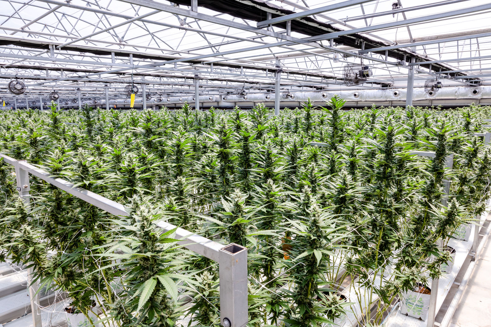 Live Parallel by Lotus Eyes Photography