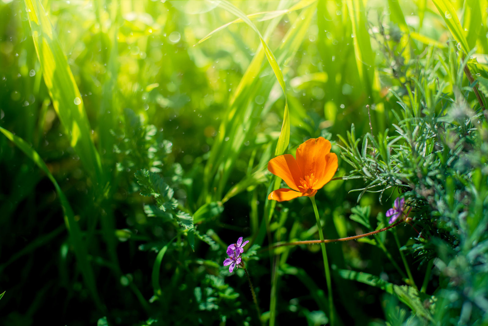 Plants by Selenehelion