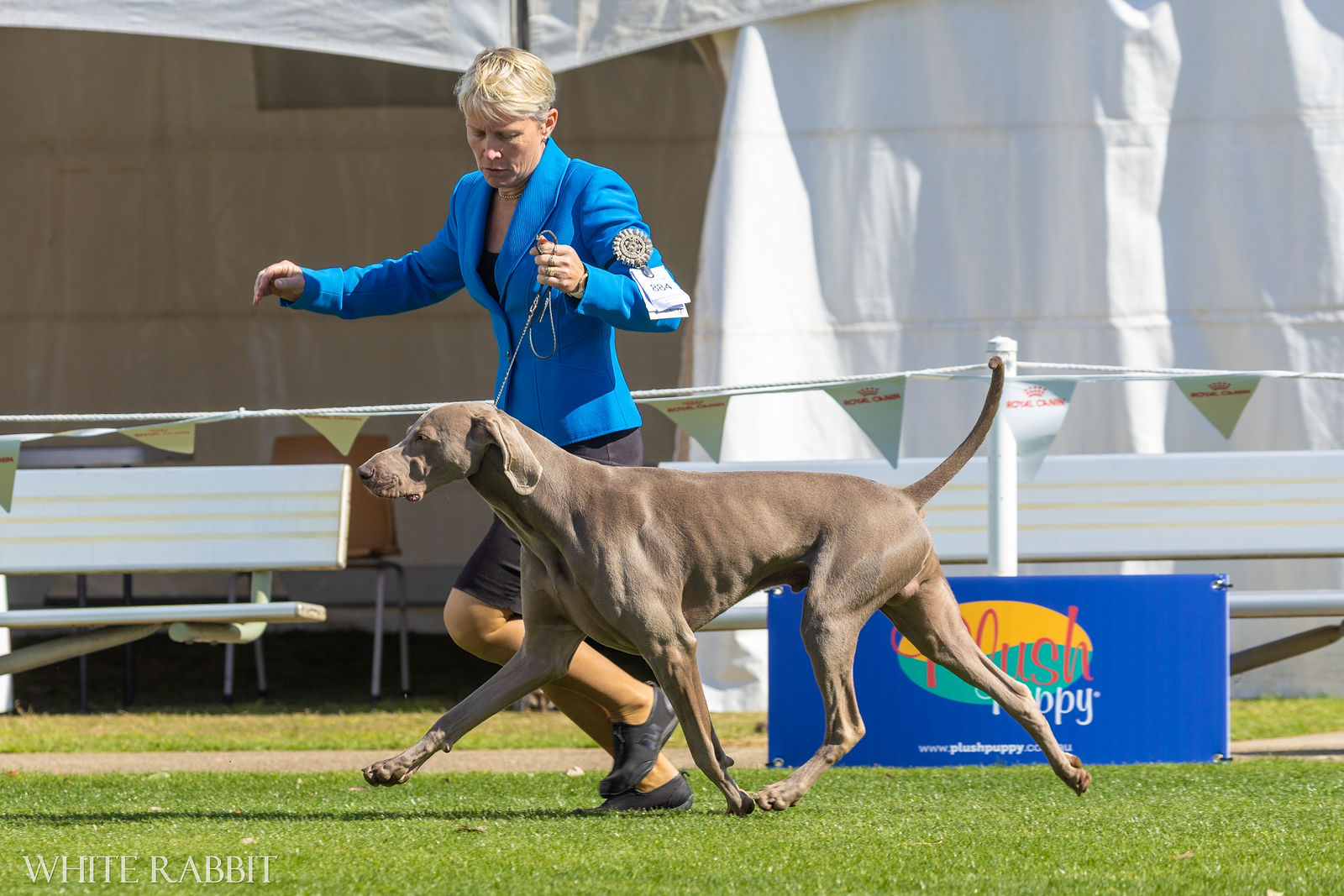 SPRING FAIR _ Friday - Group 7 - Pointing Gundogs by White Rabbit ...