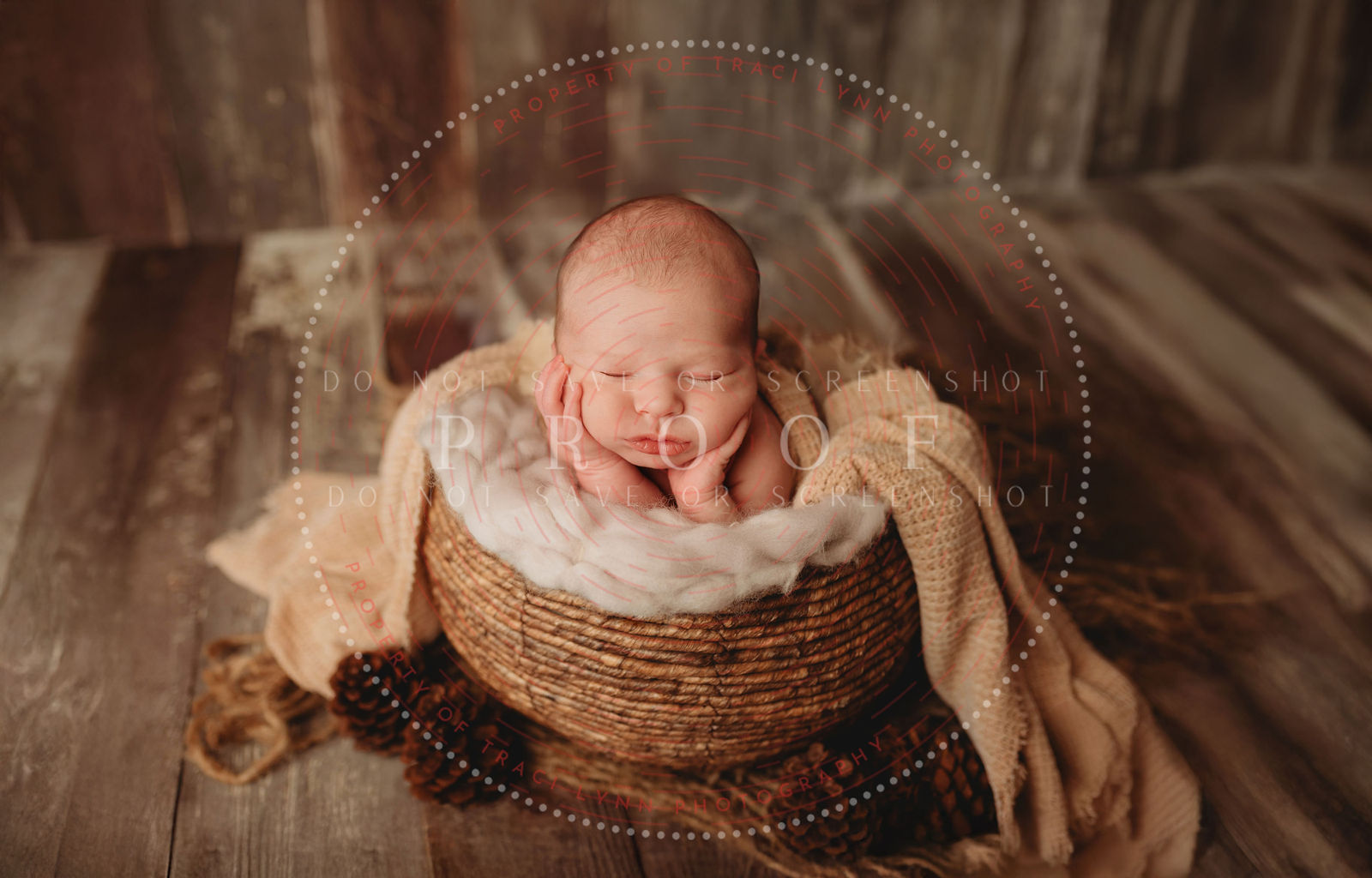 Colt by Traci Lynn Photography
