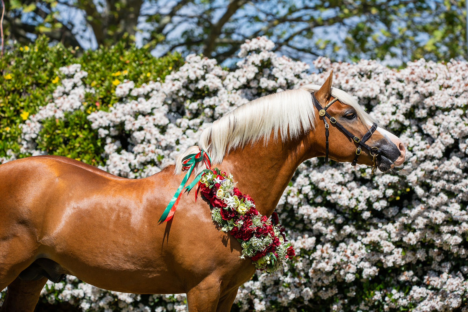 2022 Perth Royal Show by Christie Lyn Photography