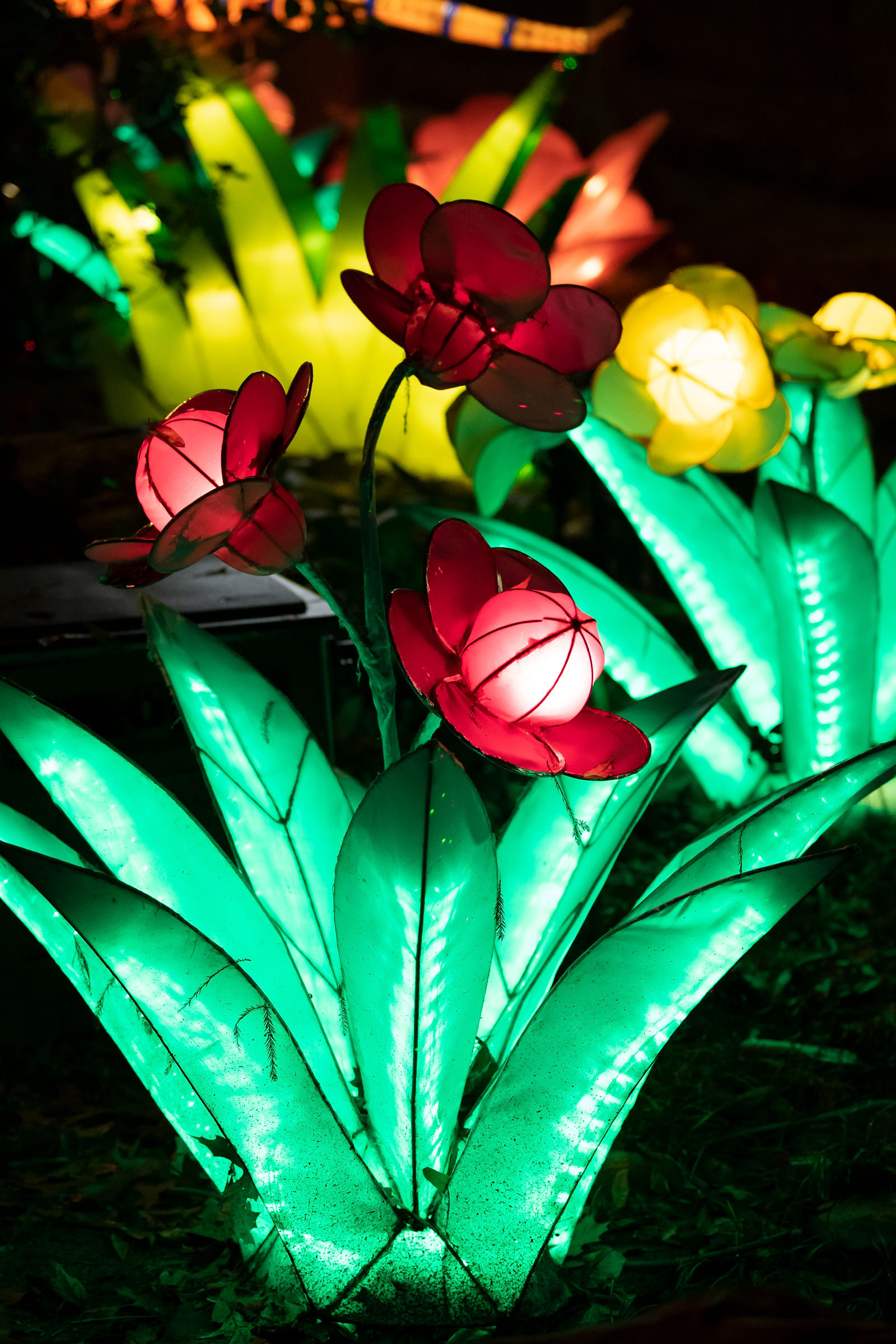 Hancock Whitney Bank 🎄 by Jesse Johnson Photography
