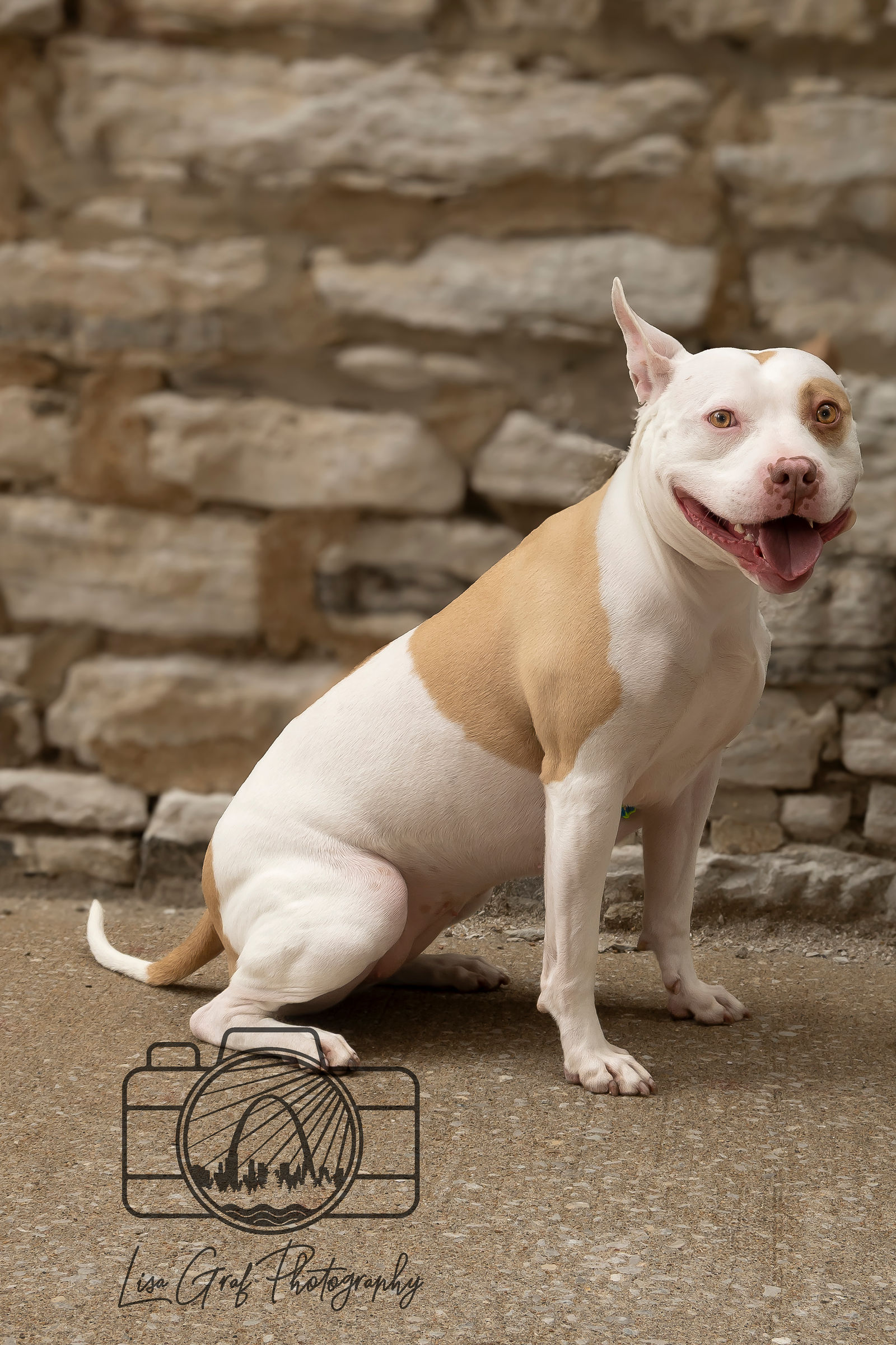 Stray Rescue by Lisa Graf Photography