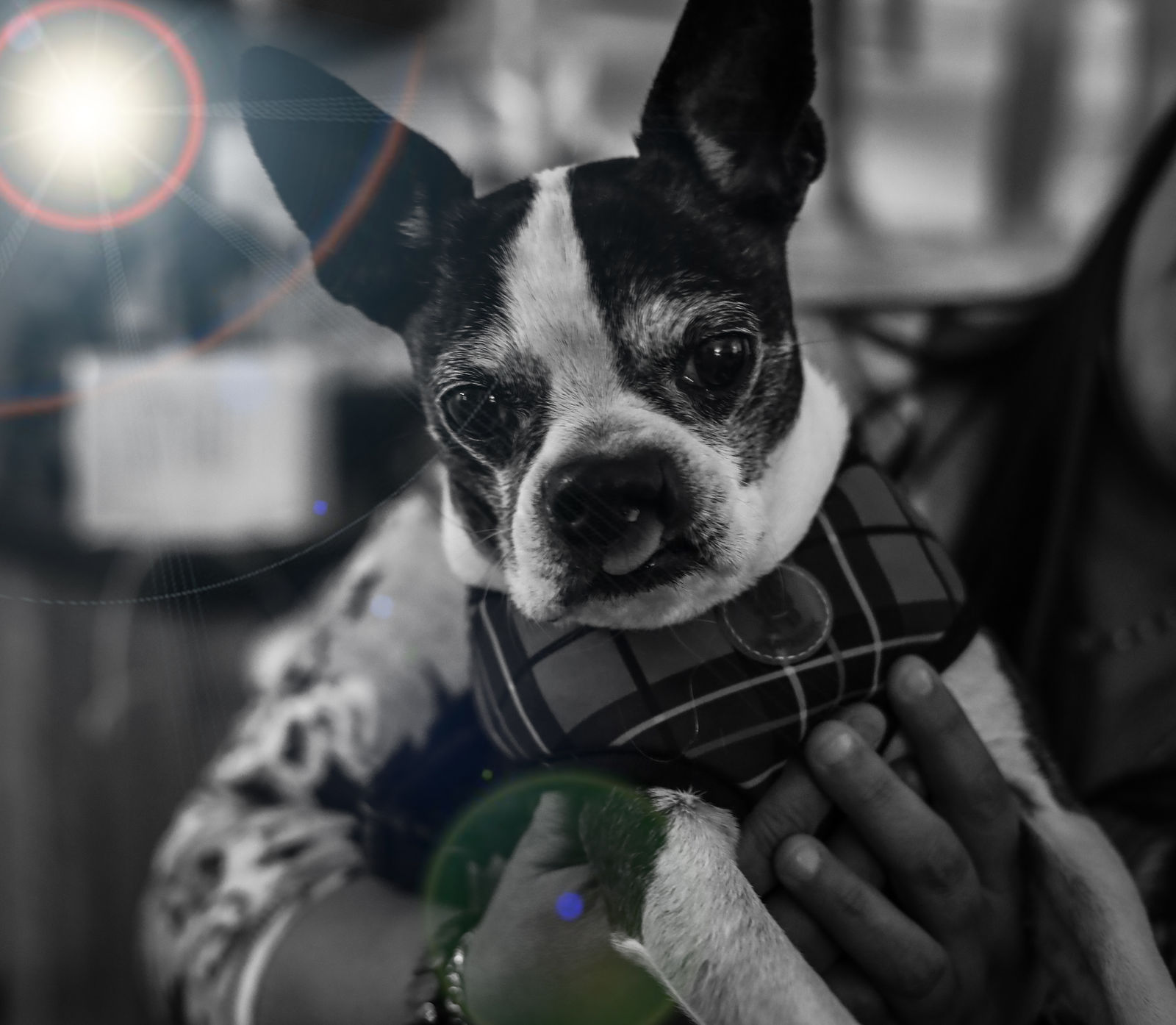 Adams by Toni Varone Photography