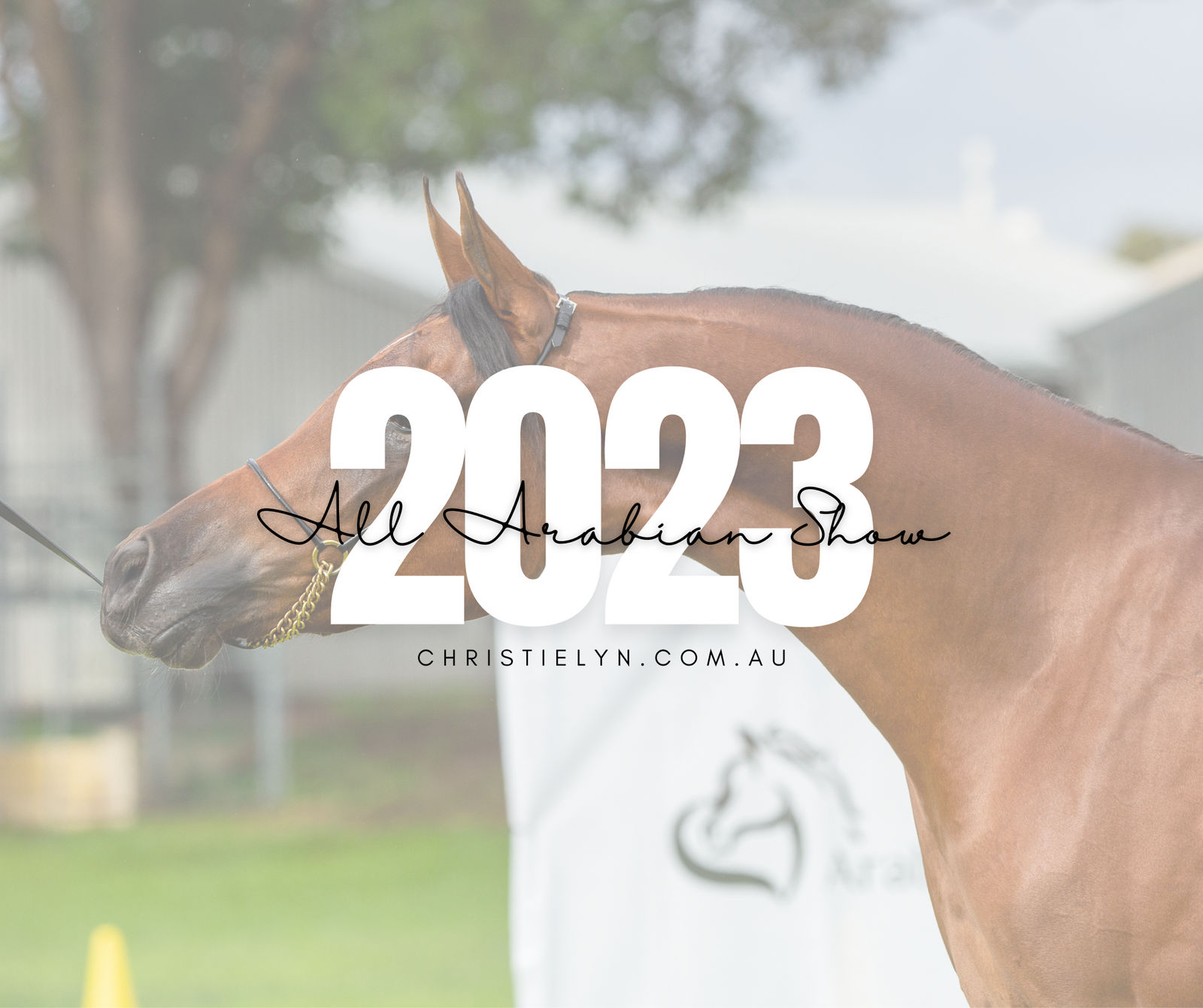 KELSARNI FARM PRESENTS - WA ALL ARABIAN by Christie Lyn Photography