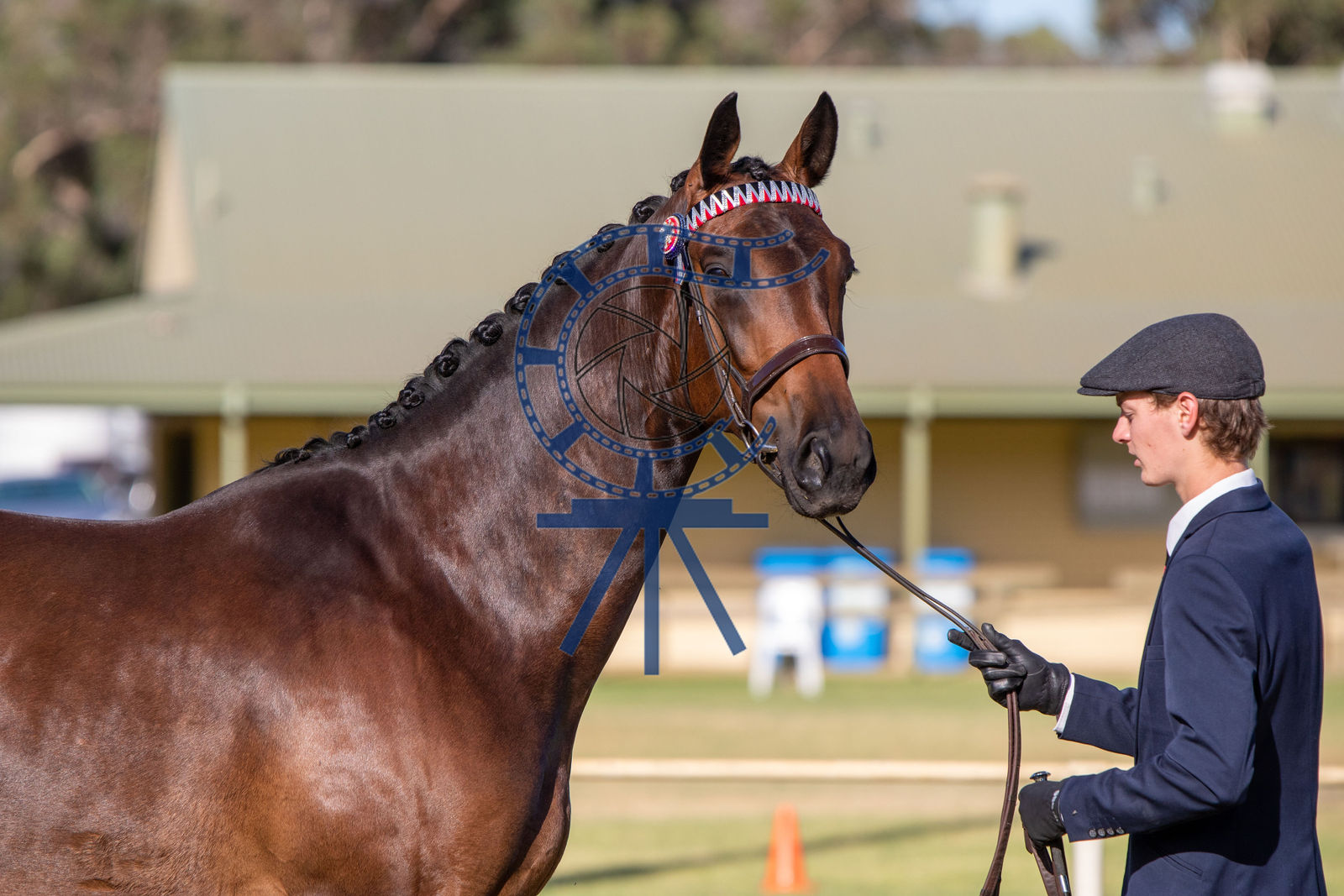 2023 Advanced Feed Gosnells Summer Show Offs- Limited by Kelly Thomas ...