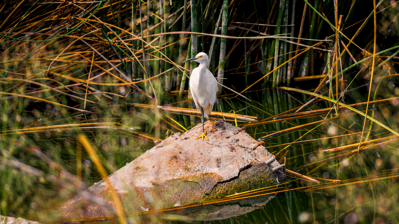 Wildlife by Selenehelion