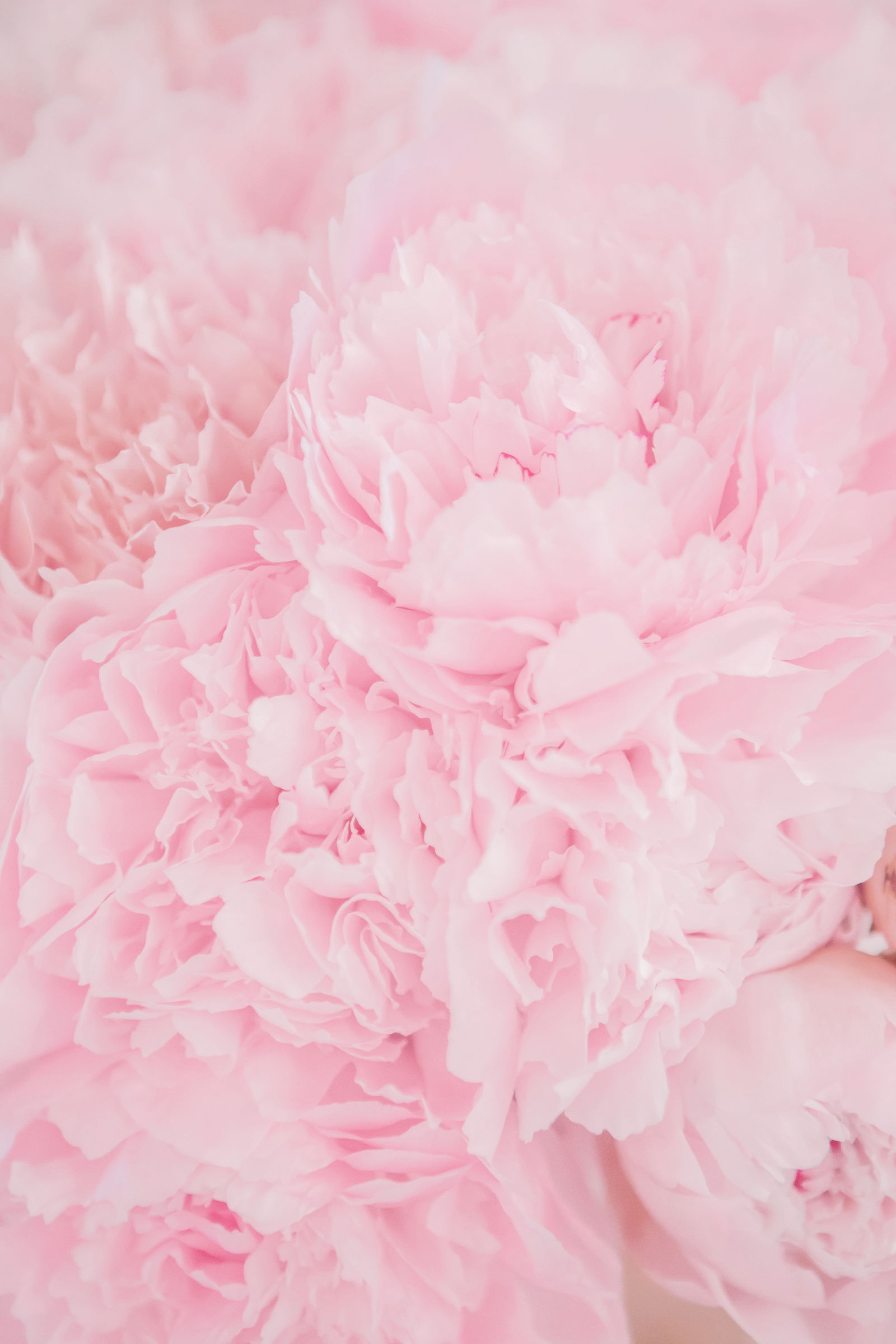 Wall Art Prints by Elizabeth Thacker Photography