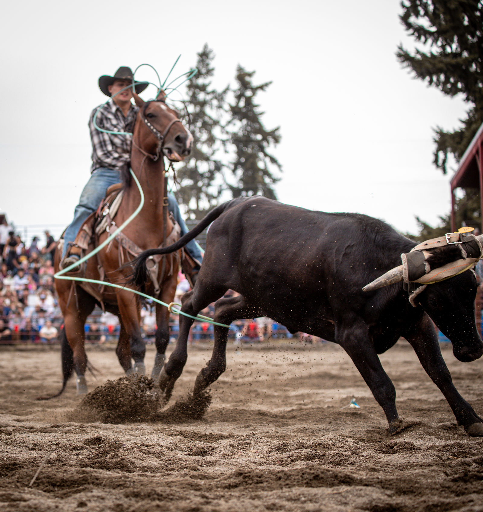 NPRA- ROY RODEO #2 by Elaine's Photography