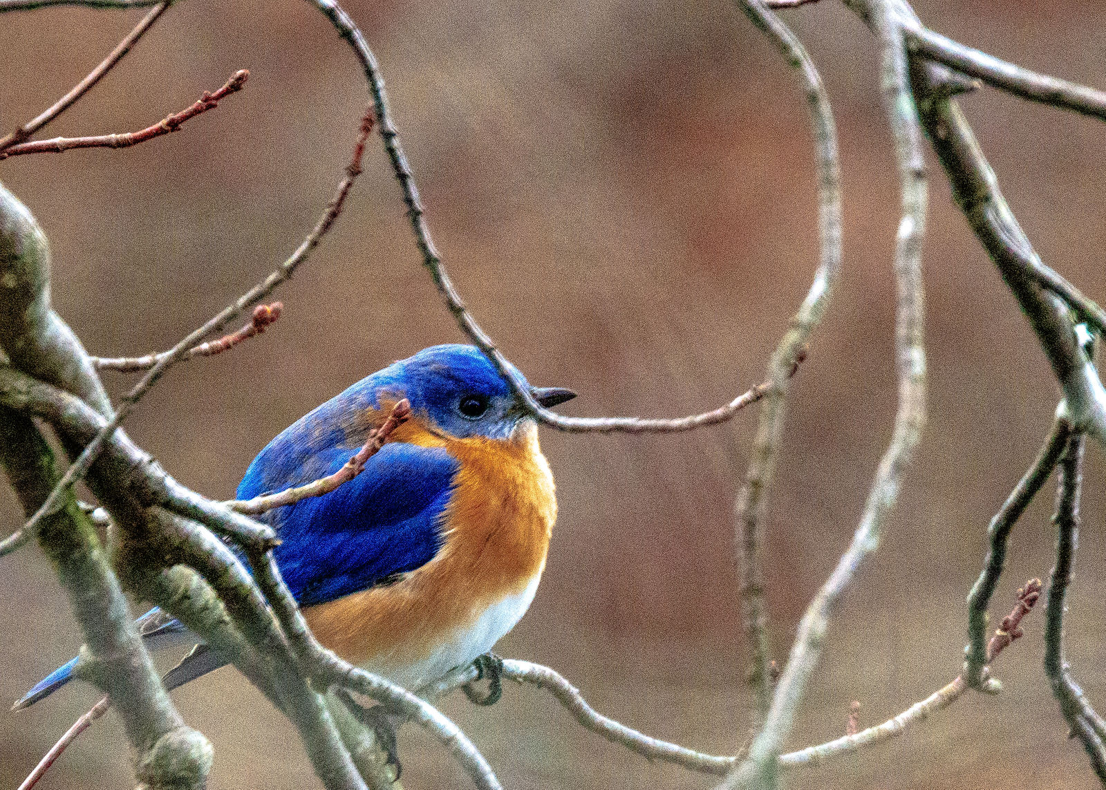 Wildlife by Mark Jump Photography