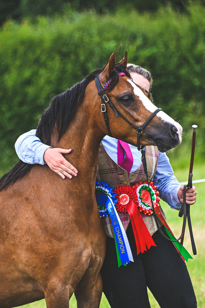 Ceredigion WPCA Silver Medal Show 2023 by EquinePix Photography