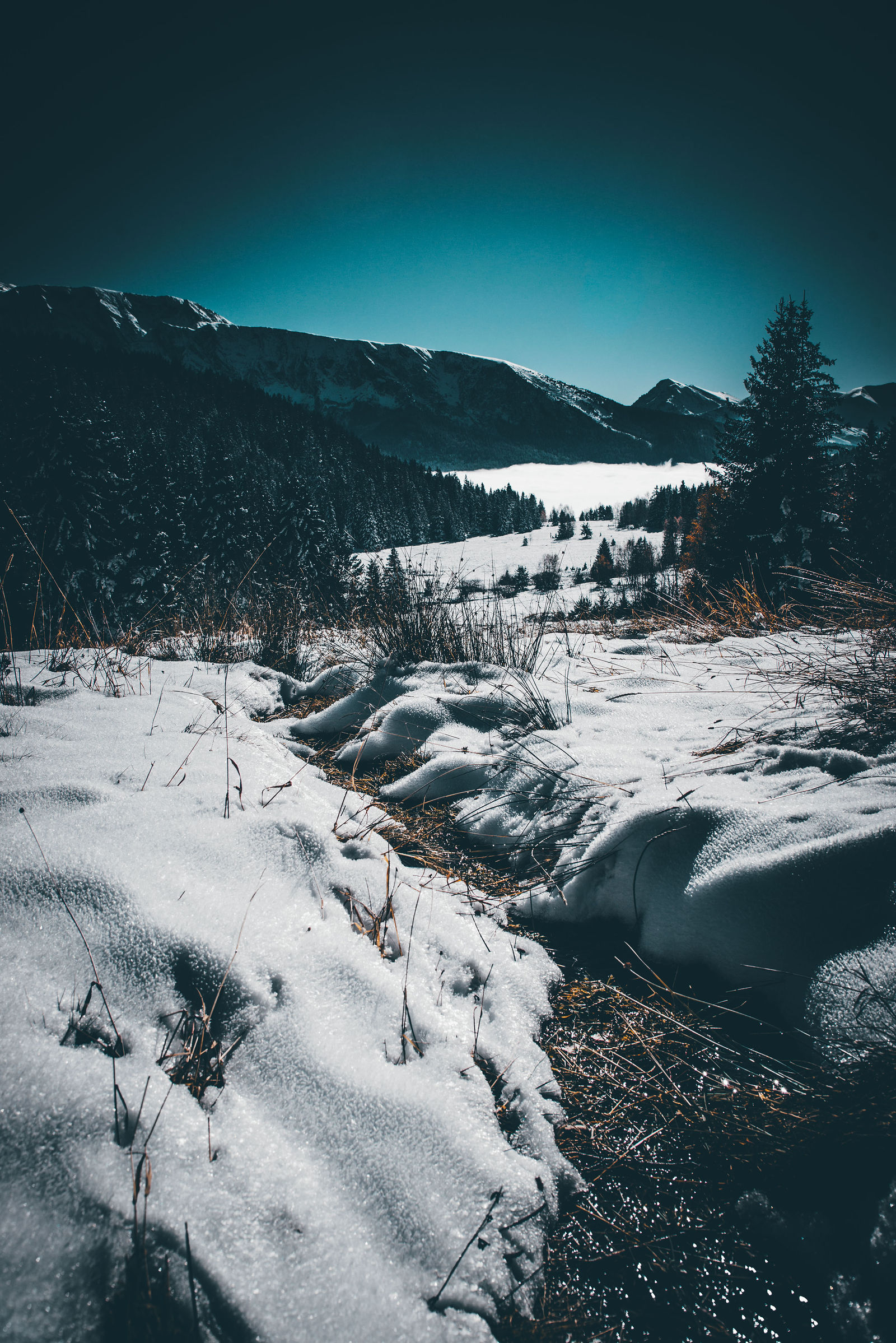 Photos 2021 de Snoot Photo