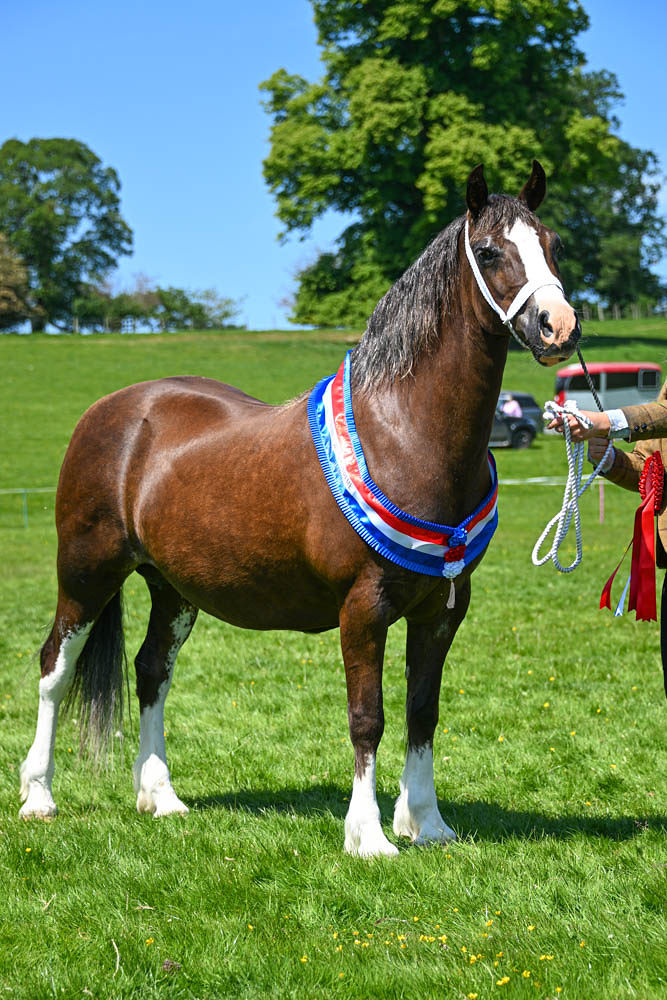 Severn Valley WPCA Summer Show 2023 by EquinePix Photography