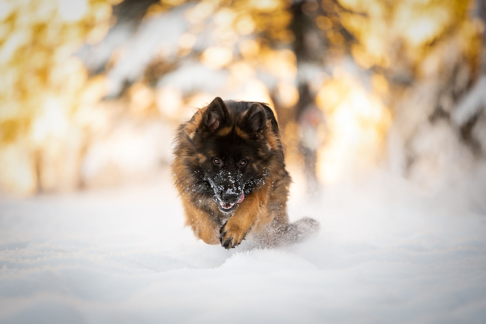 Falco by Fotograf Kine Pedersen