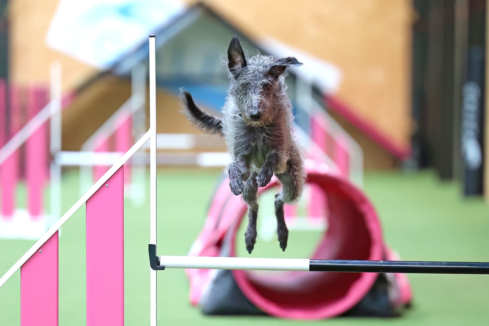 Events - Zooming Pixels Photography