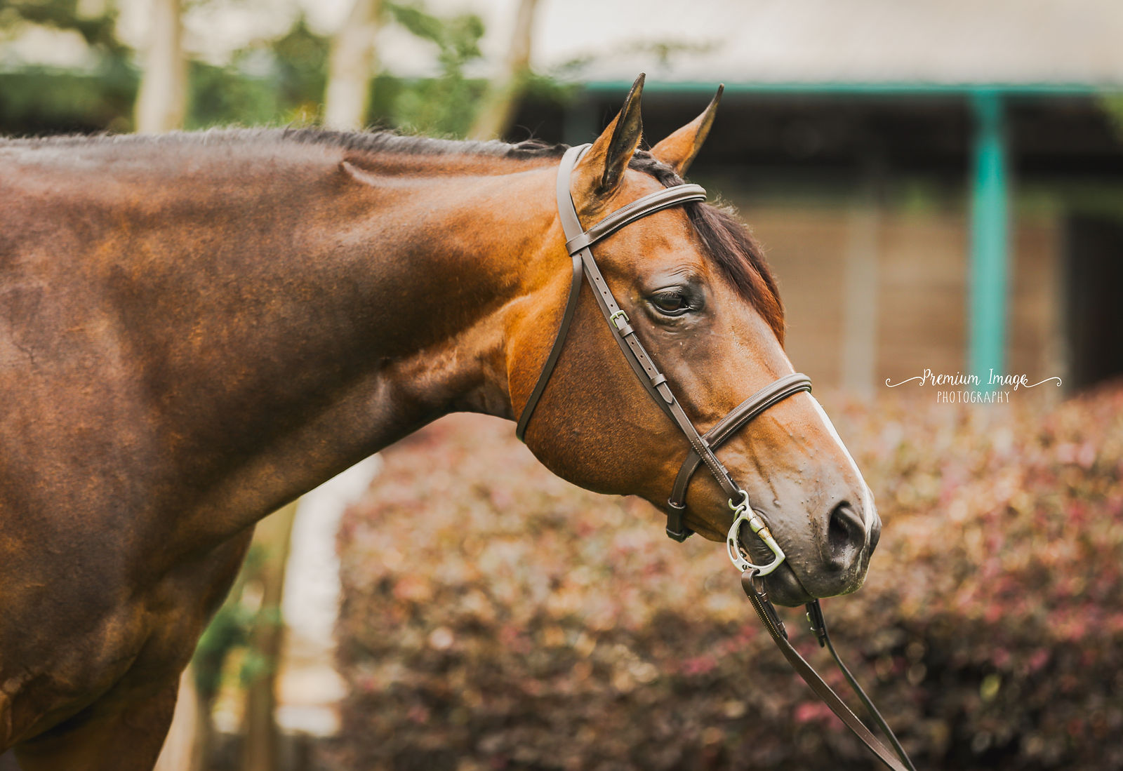 Miss Penny Loper by Premium Image Photography