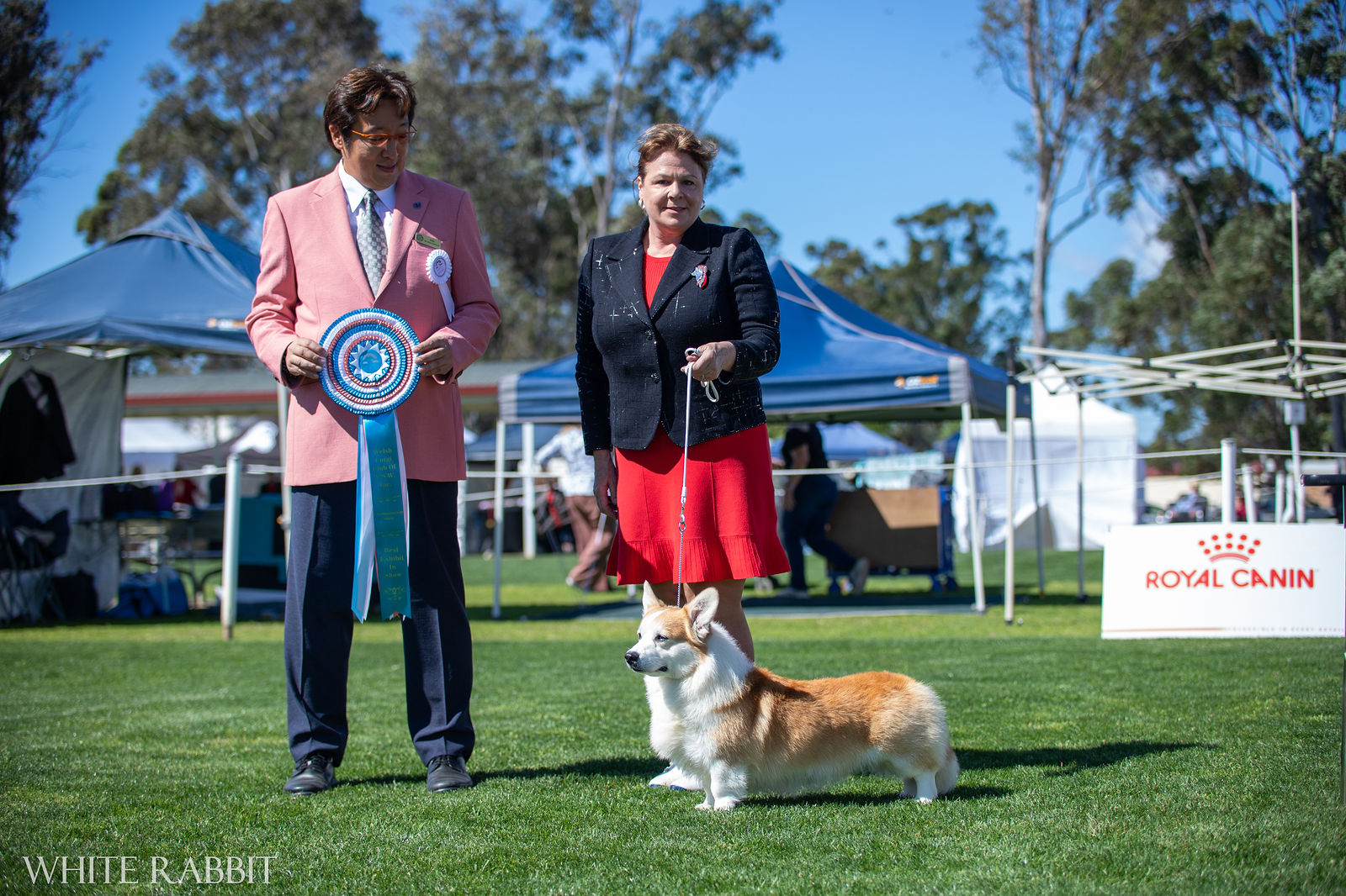 Corgi Specialty Thursday by White Rabbit Photography