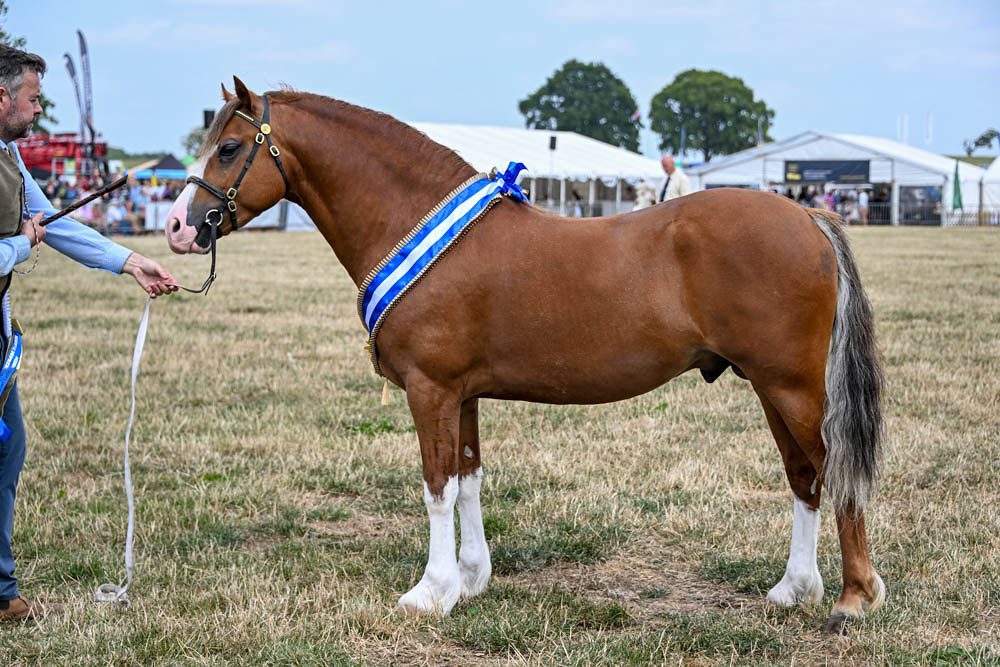 Minsterley Show 2025 by EquinePix Photography