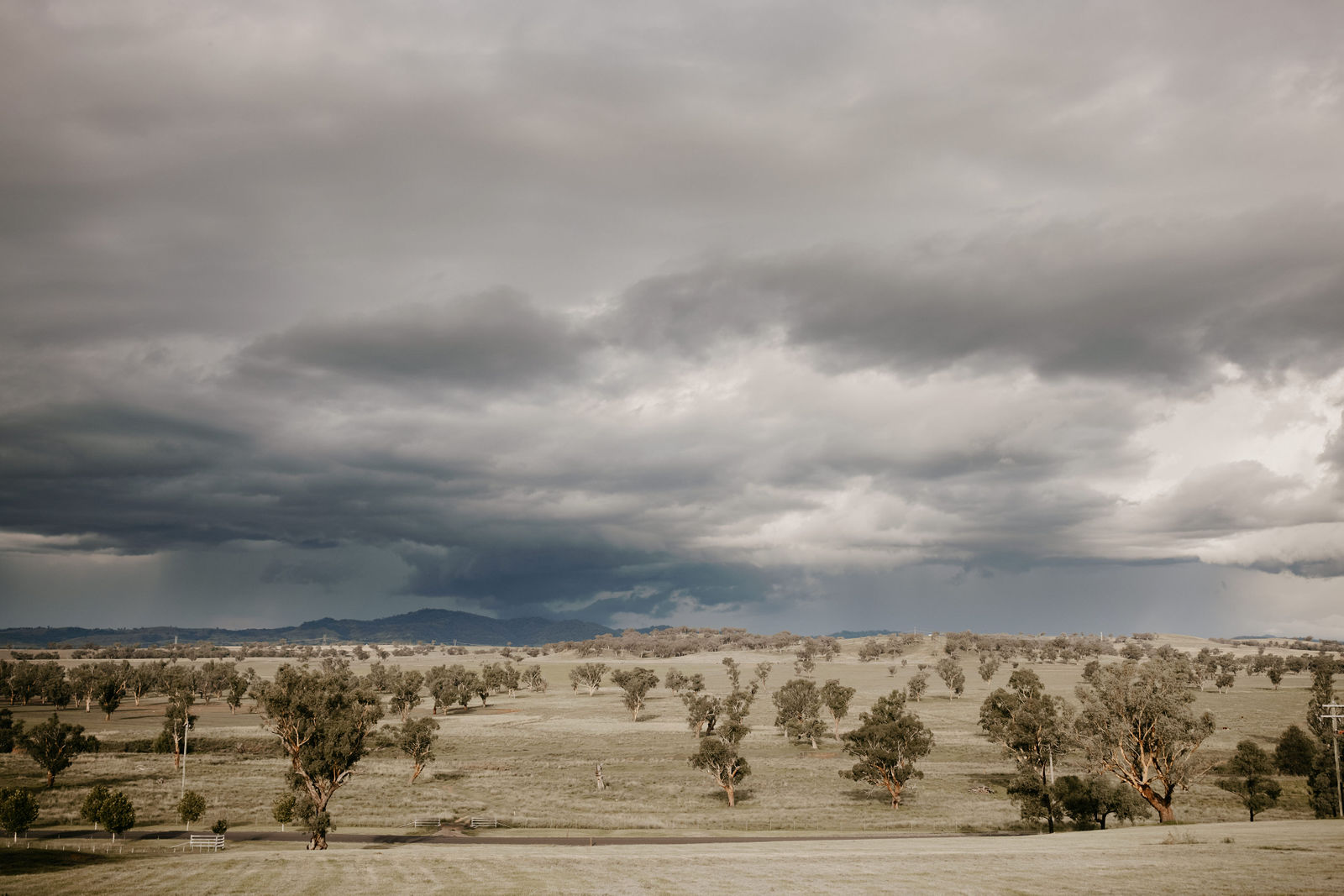 Dixie & Campbell by Wood Water Co.