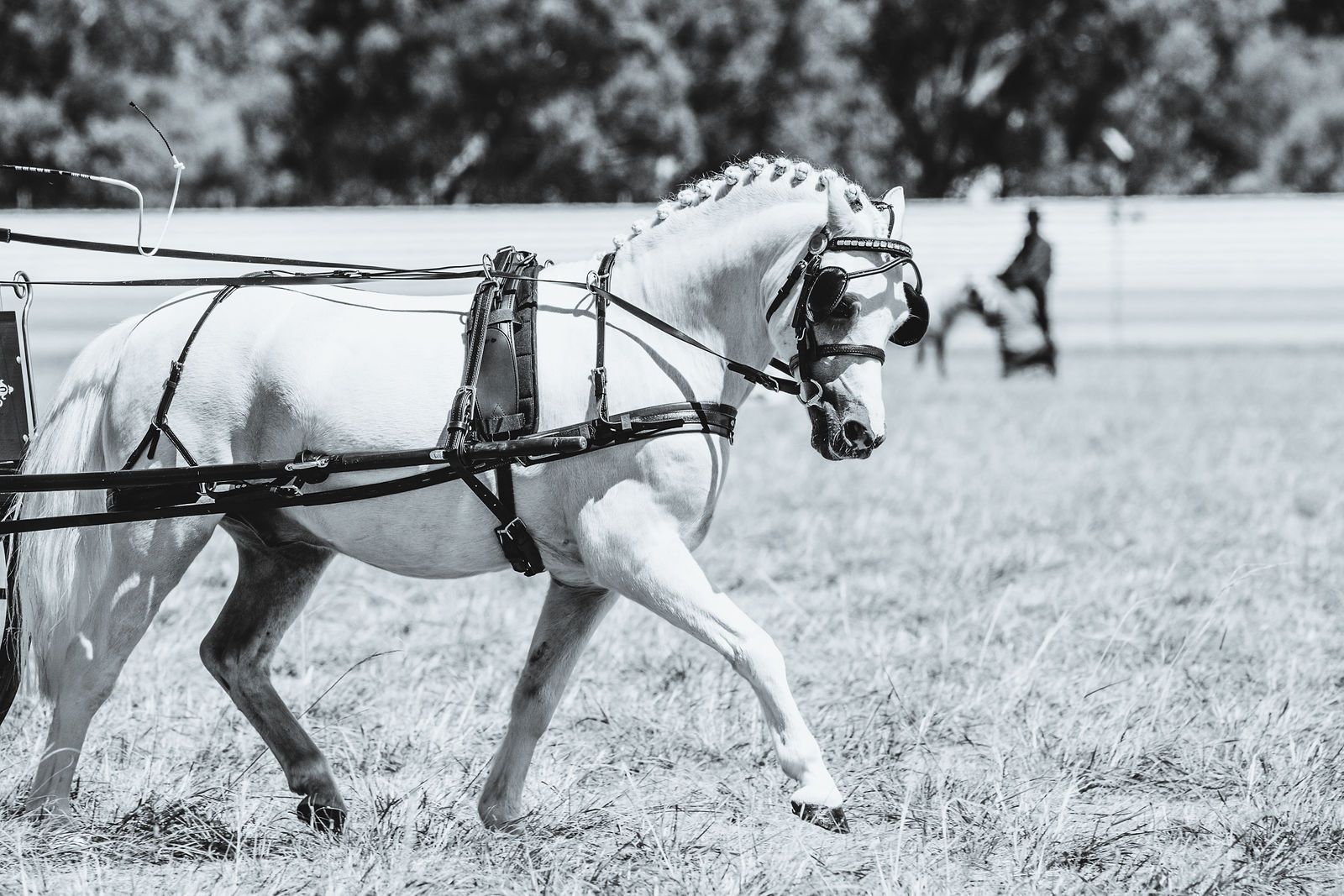 WA HARNESS DRIVING SOCIETY - NEWCOMERS by Christie Lyn Photography