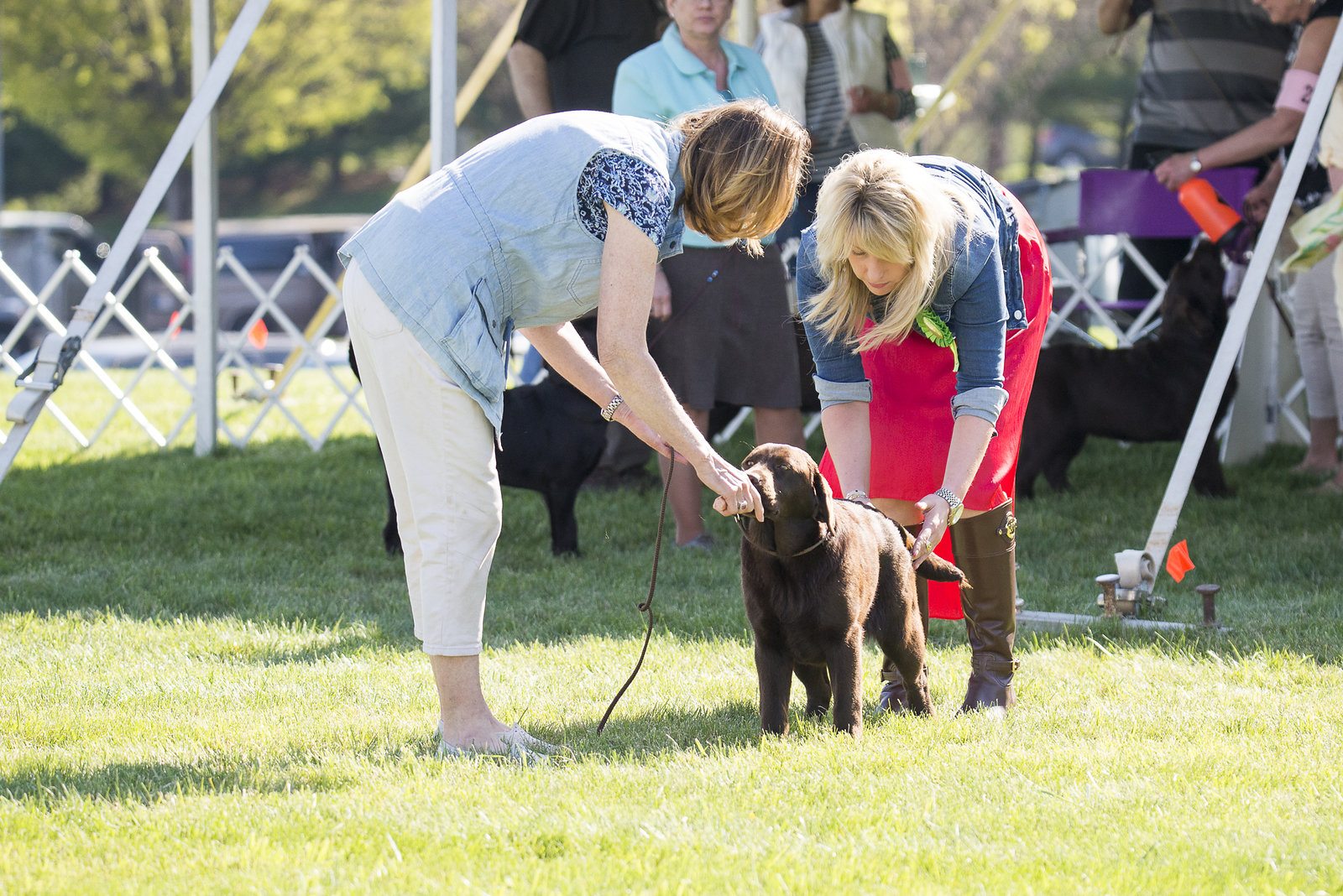 The Labrador Retriever Club of The Potomac 2017 Day 1 by Edgemere ...
