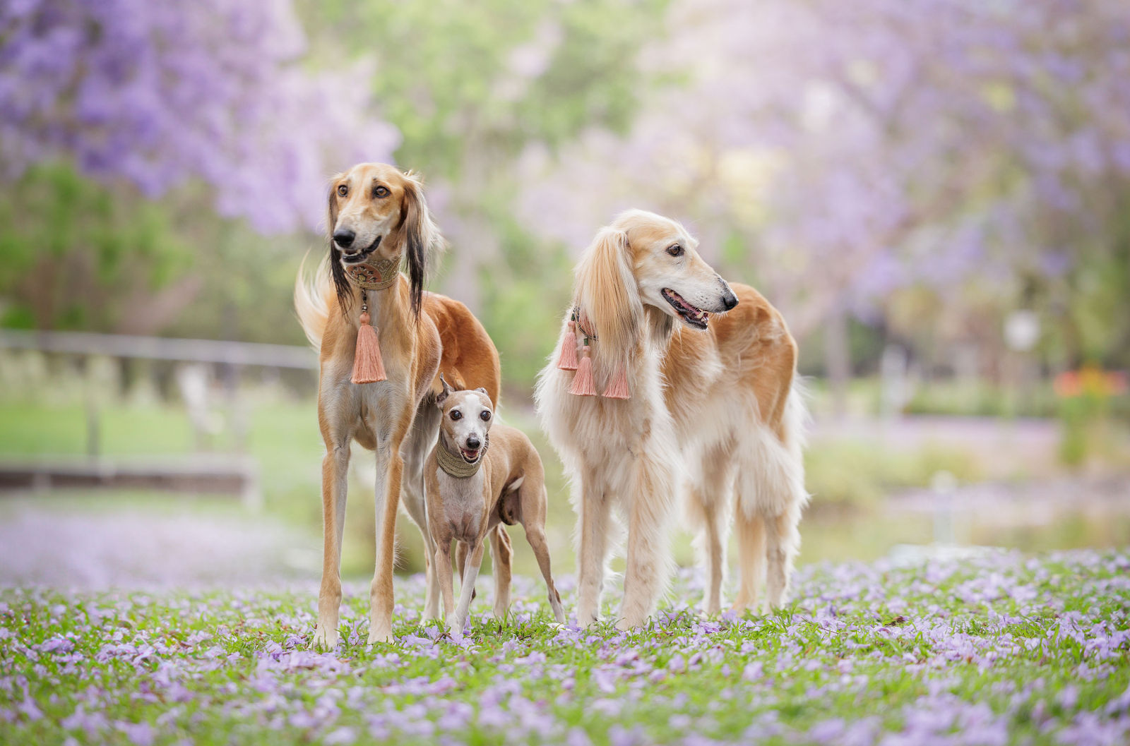 Rachel - Luna, Lola & Nala by B&M Photography