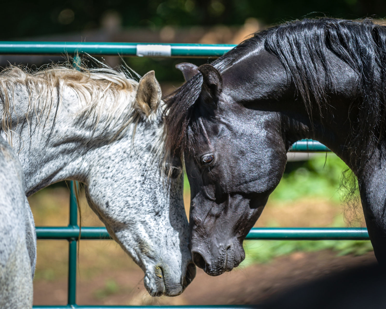 Lisa's Arabians by Mark Jump Photography