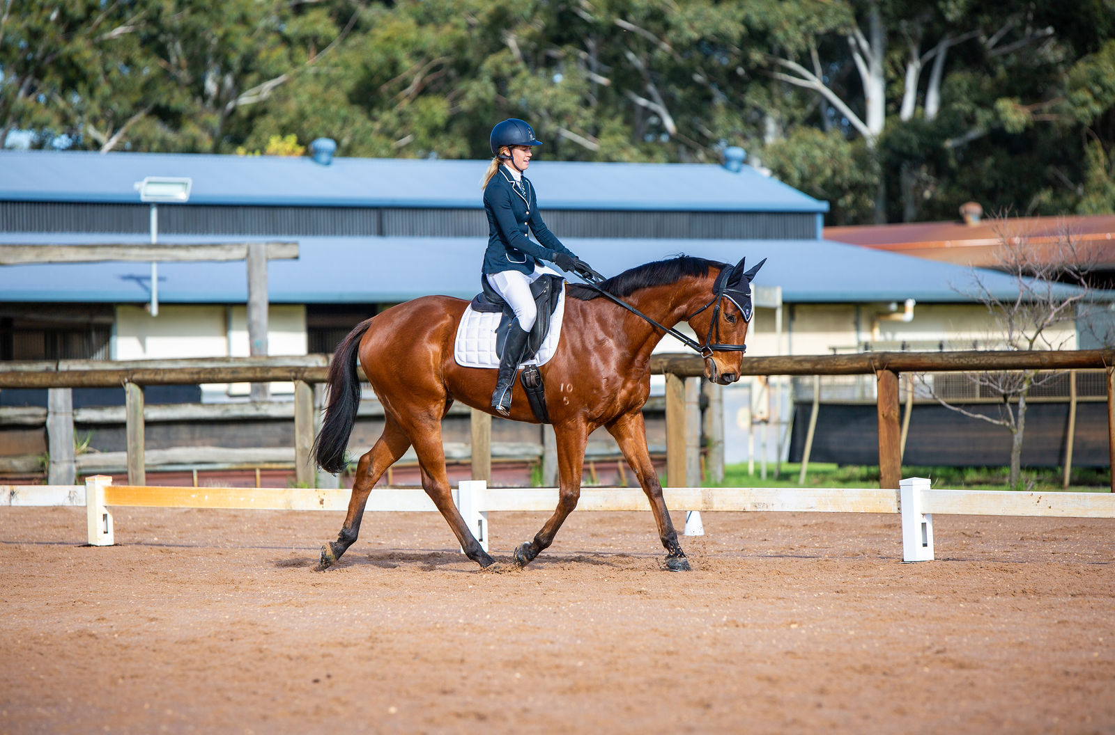 K&K Equine- Stella Equestrian Dressage Series 3/Final by Kelly Thomas ...