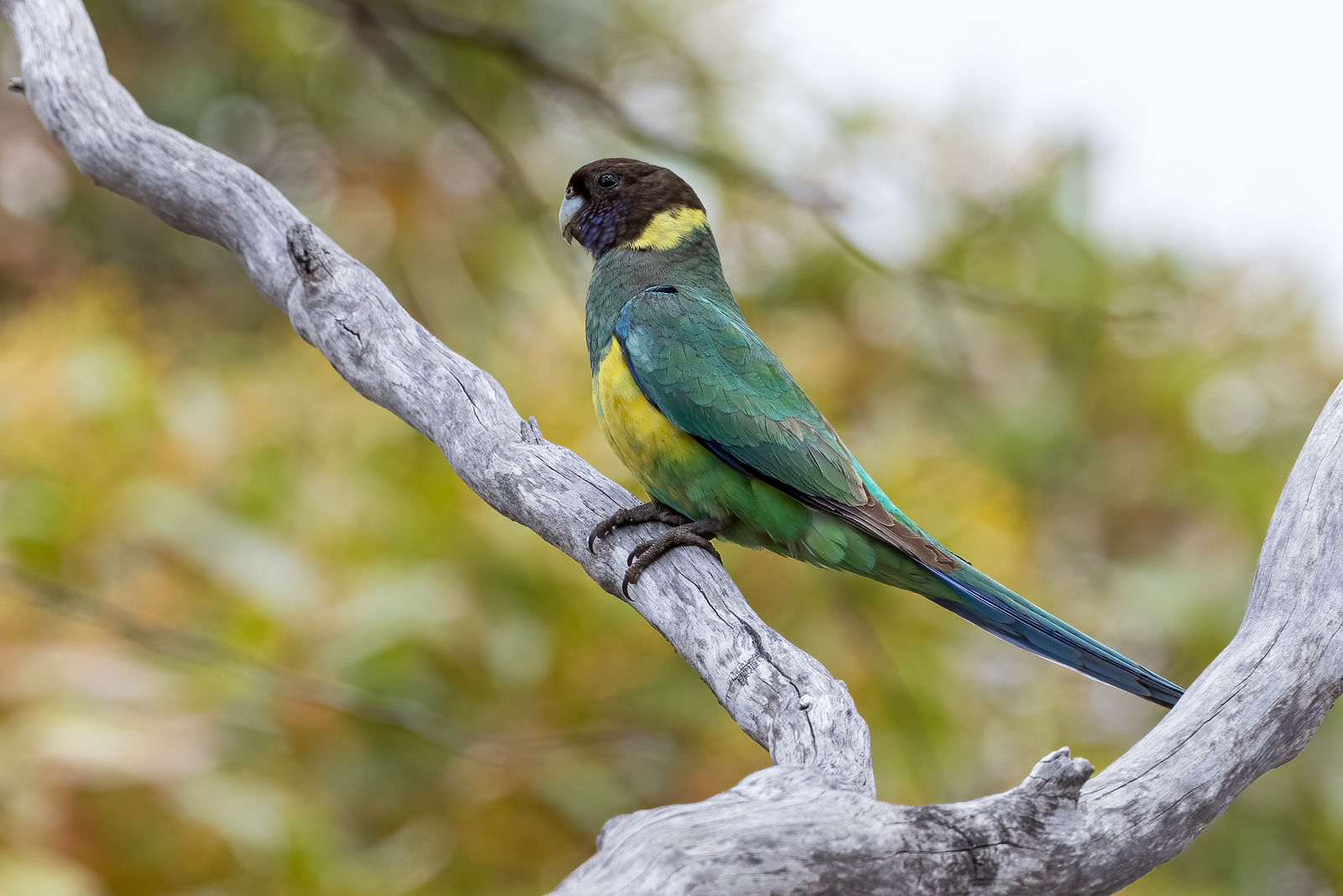 Birds of Boston Island by Take 2 Photography