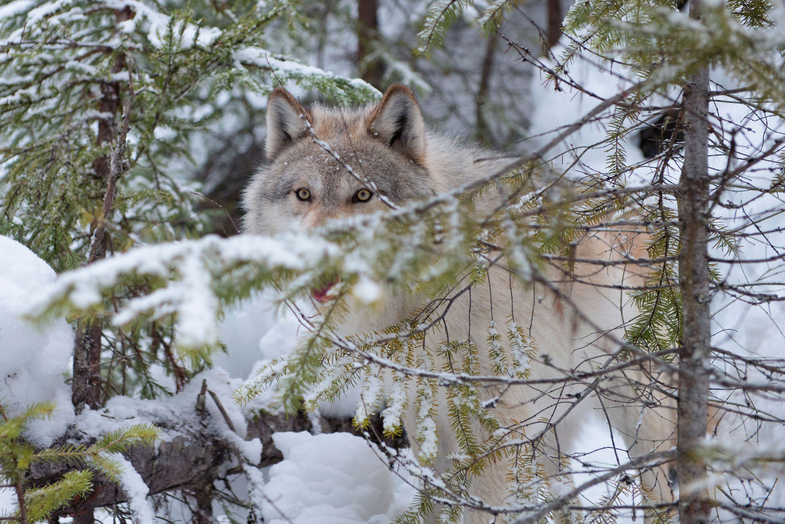 Wolves of Banff by Edenton Bay Photography