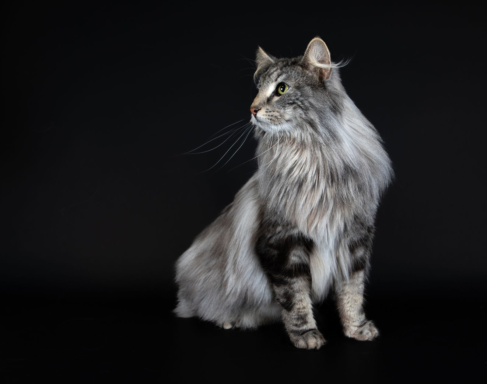 Debbie Emery by Annie Rees Photography