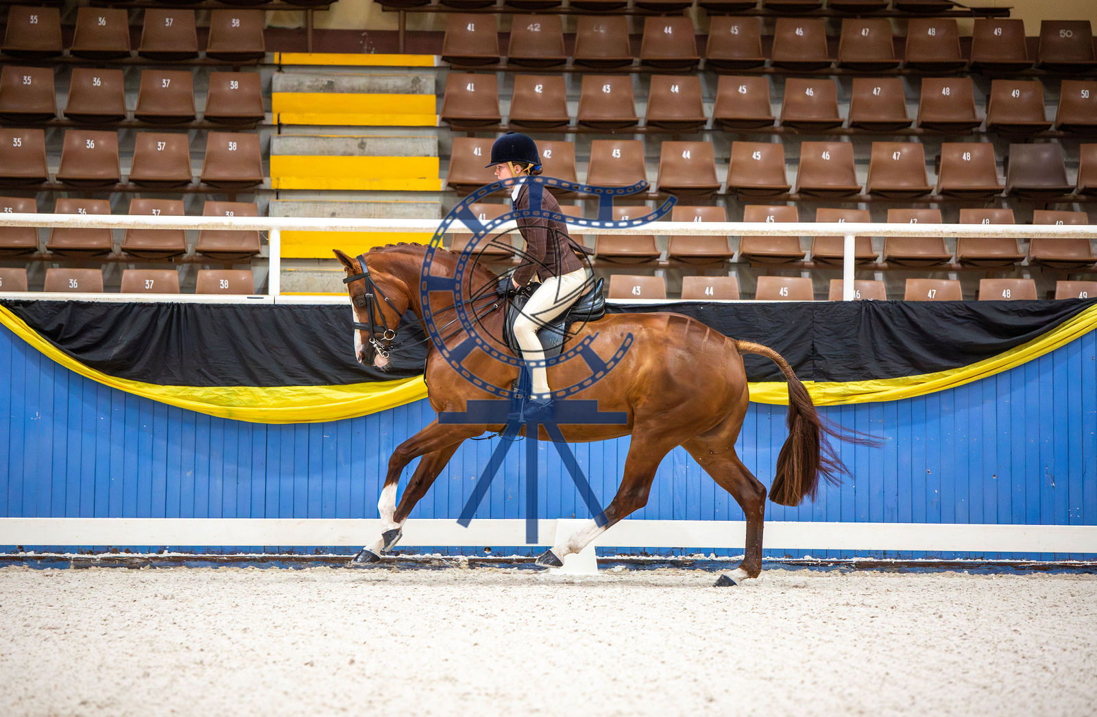 Endeavon Products EWA 2023 Horse & Rider of the Year by Kelly Thomas ...