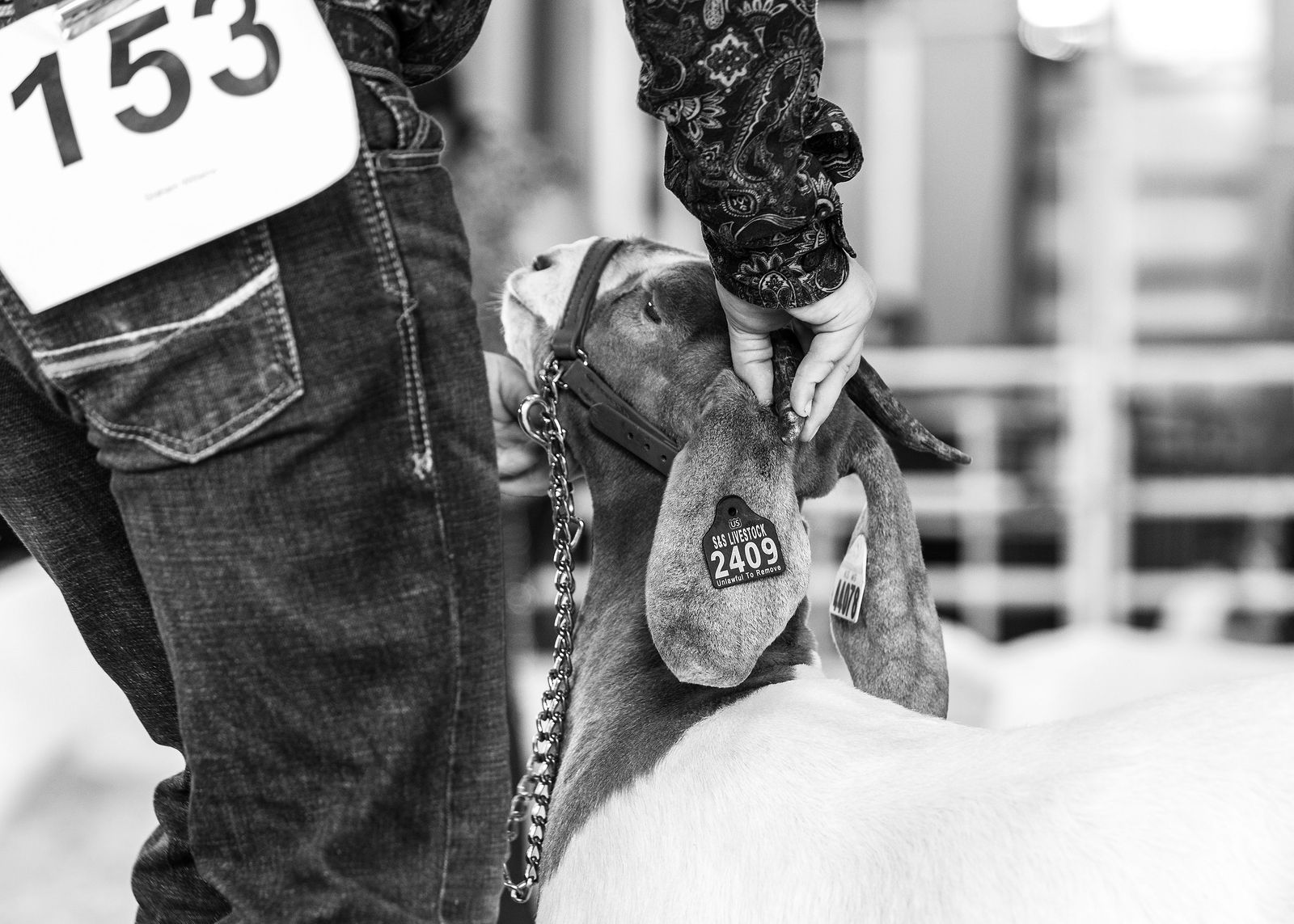 2025 Reno County Fair by Show Shotz Photography & Designz