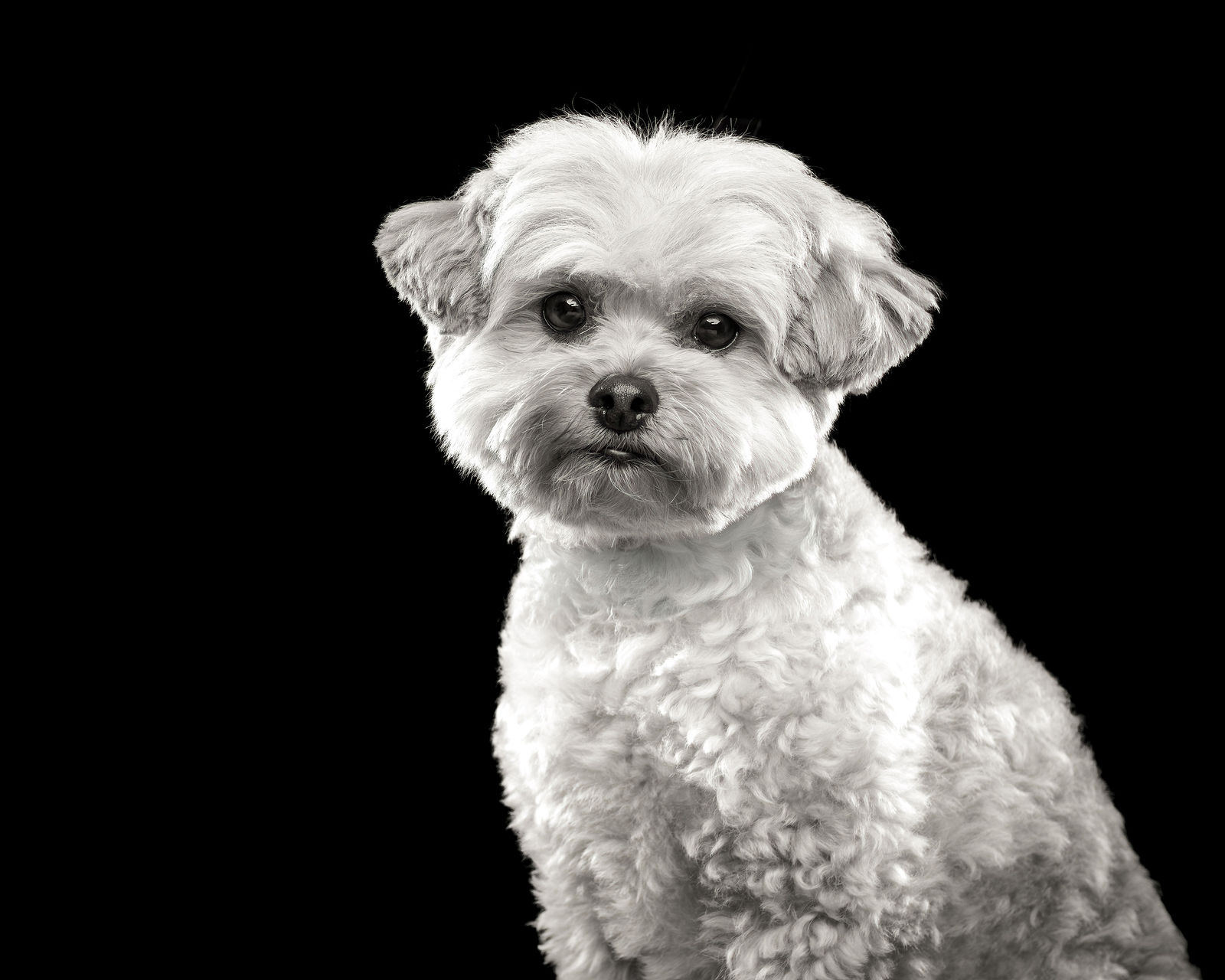 ANGUS TENEBRUSO'S PORTRAITS by Annmarie Young Photography