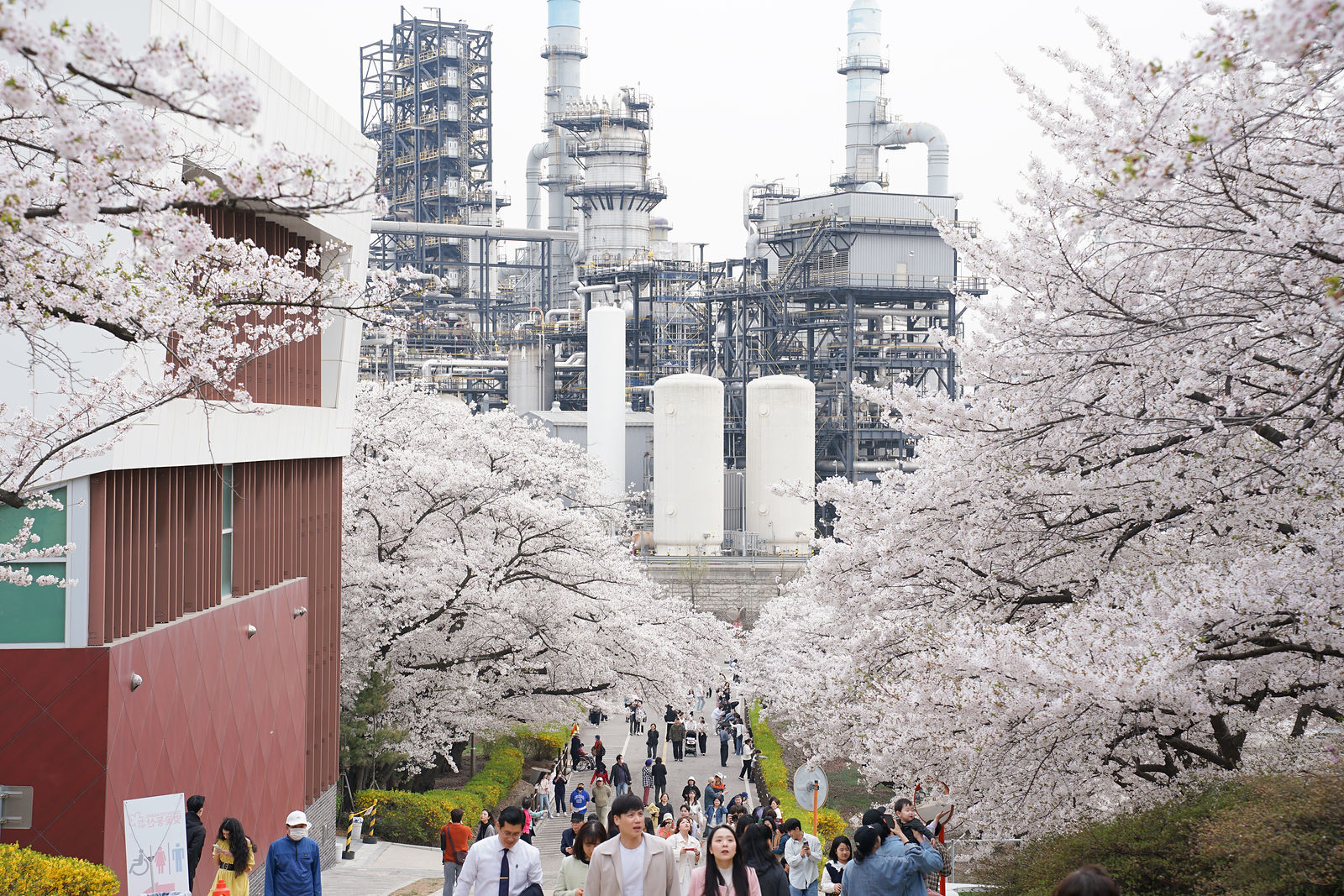 Cherry Blossom by Mango Studio