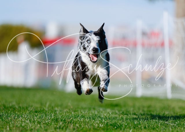 Portfolio Copy - Tiffany Schulze Photography