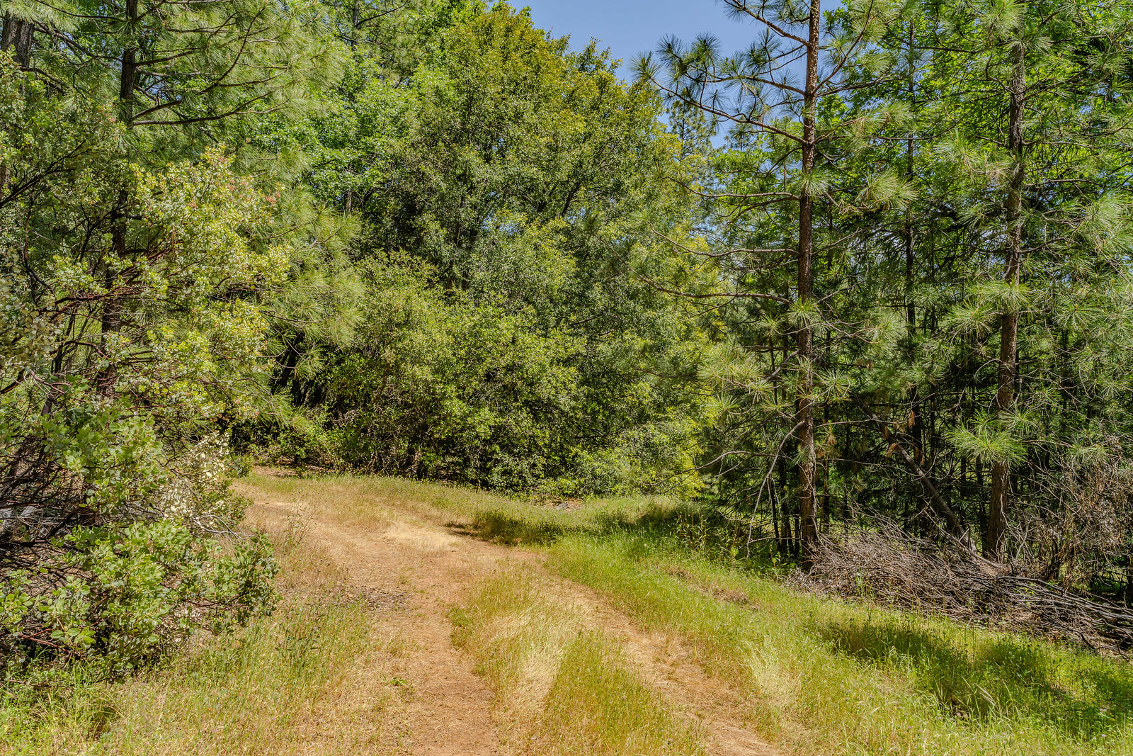 15791 Black Prince Rd, Pioneer, CA by Amador Photo