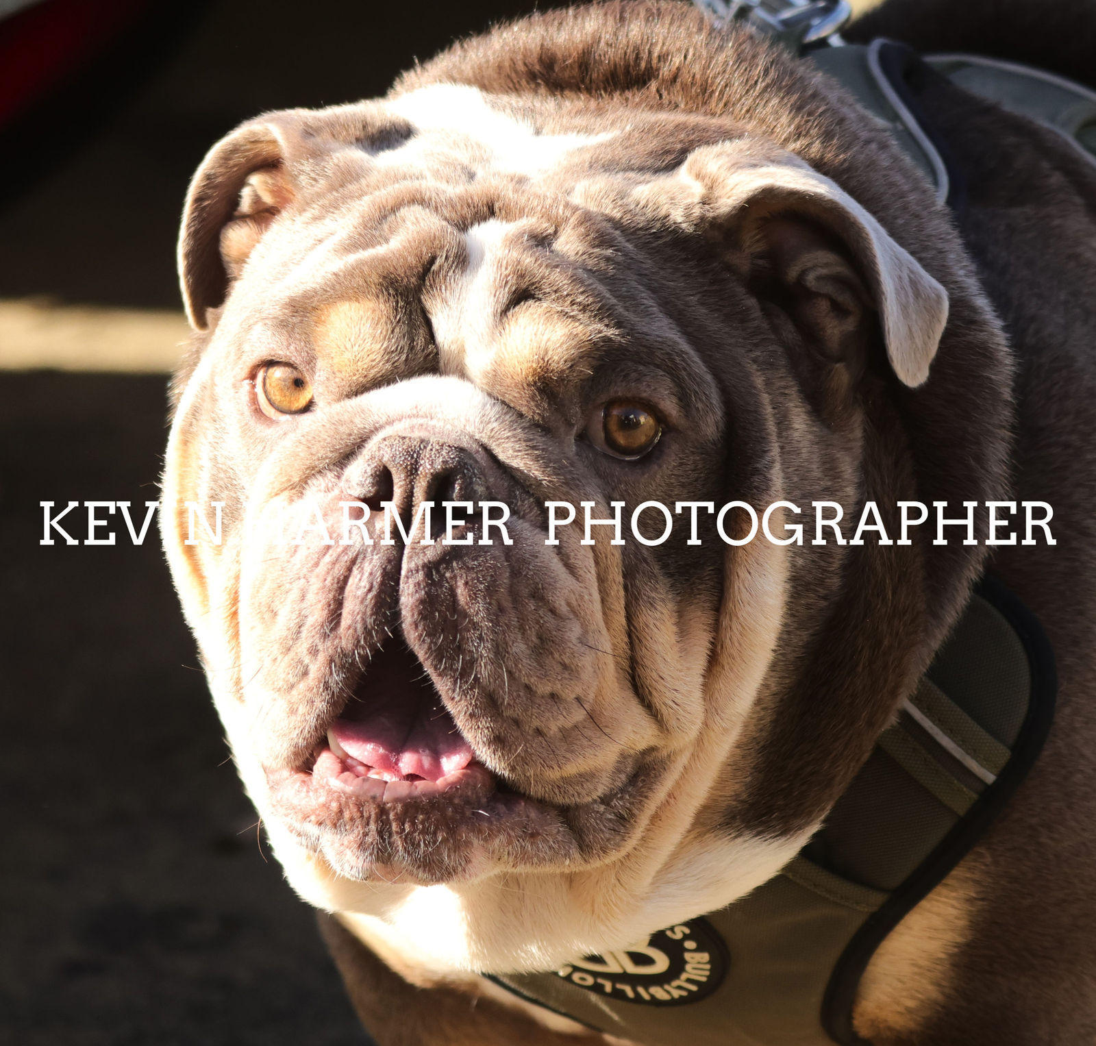 Dogs by KEVIN HARMER PHOTOGRAPHER