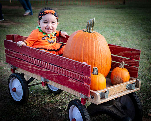 Pumpkin Patch 2020 by Sara Armstrong Photography