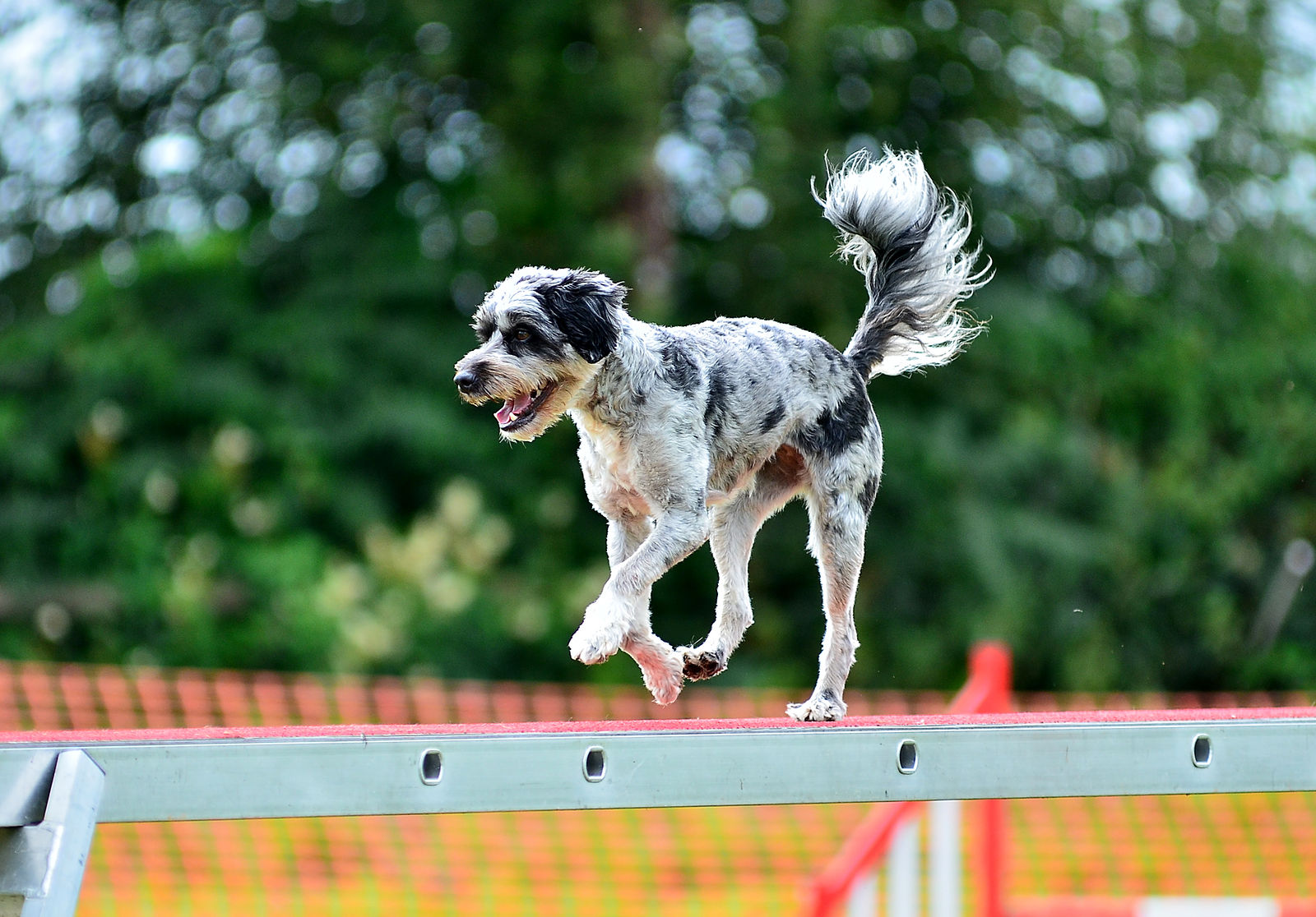 Portfolio - Dog Agility by Liz & Leonie Photography