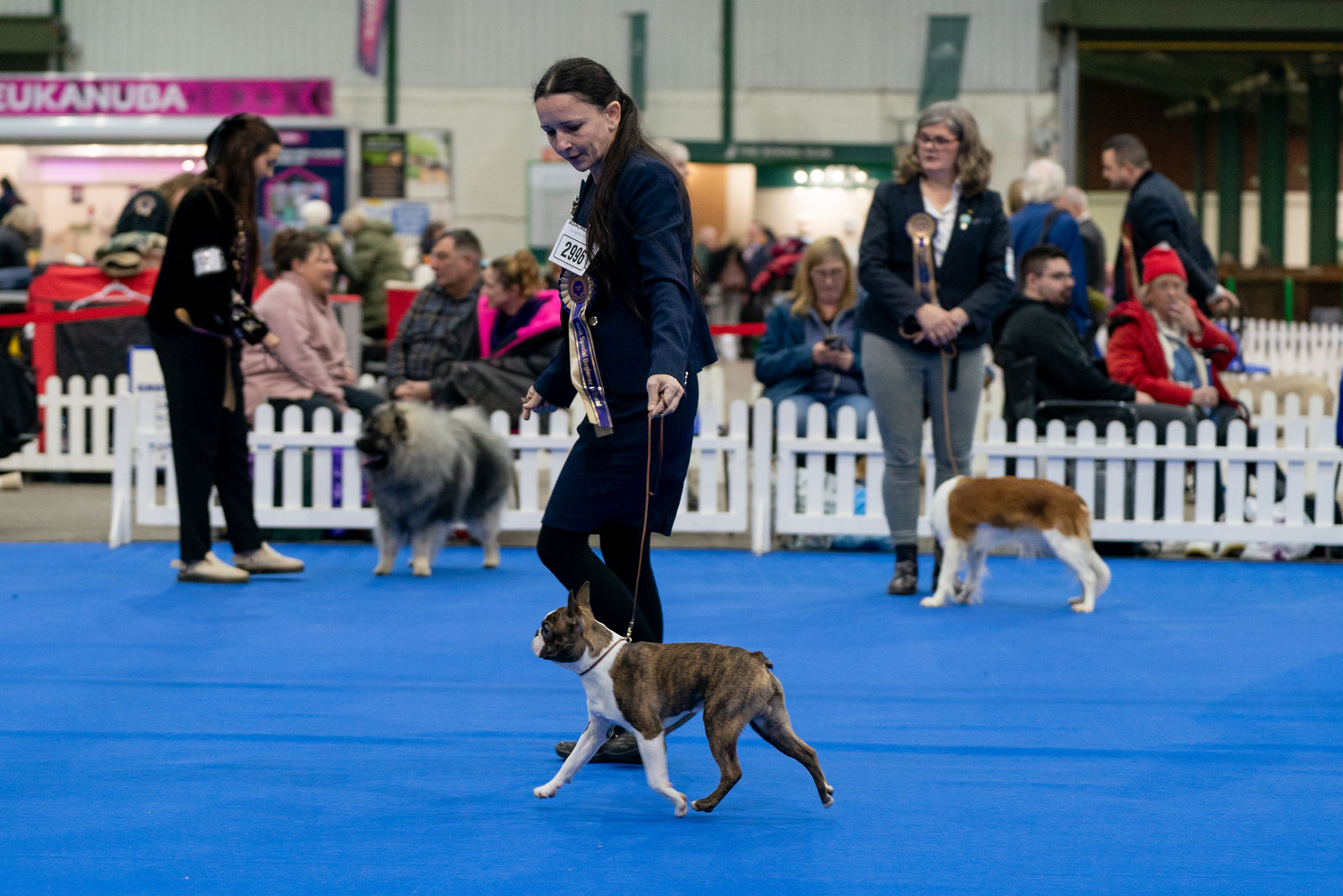 Manchester Dog Show Society Championship Show 2025 Day 2 Utility Group ...