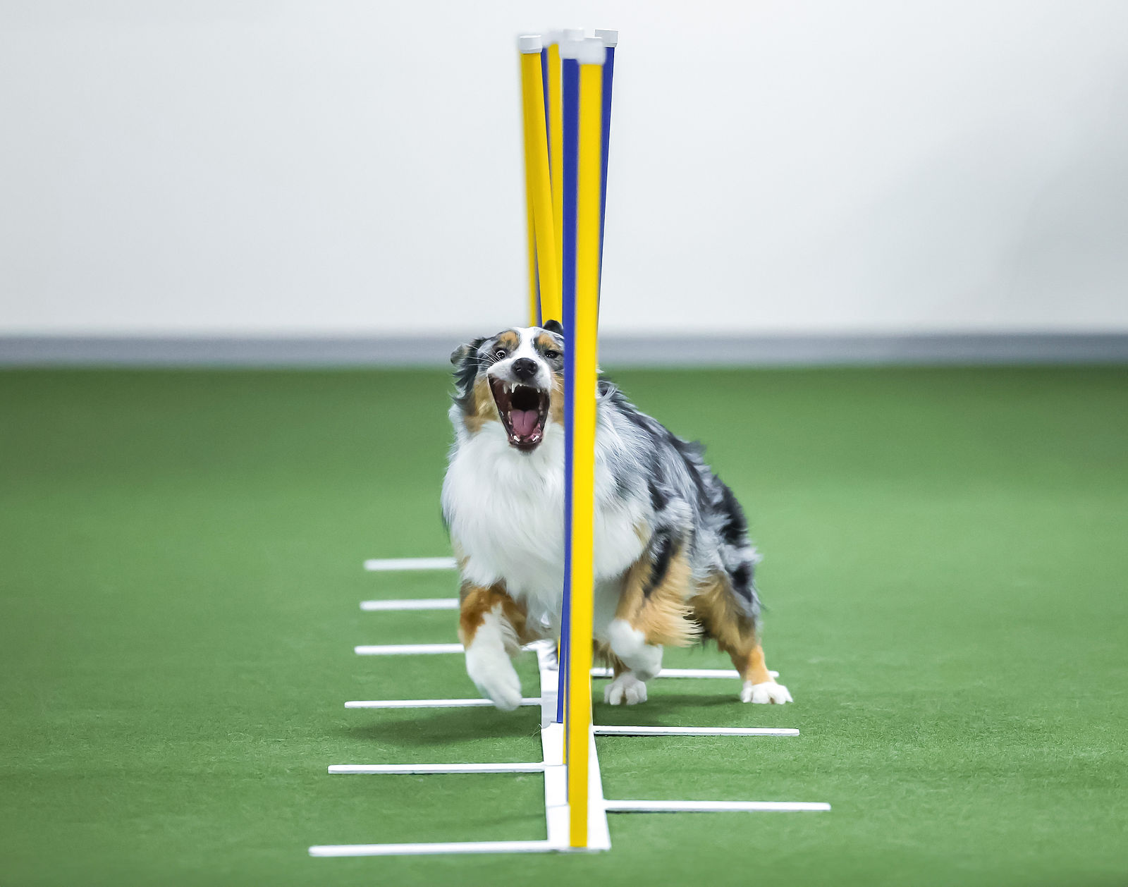 Events - Wander into Focus