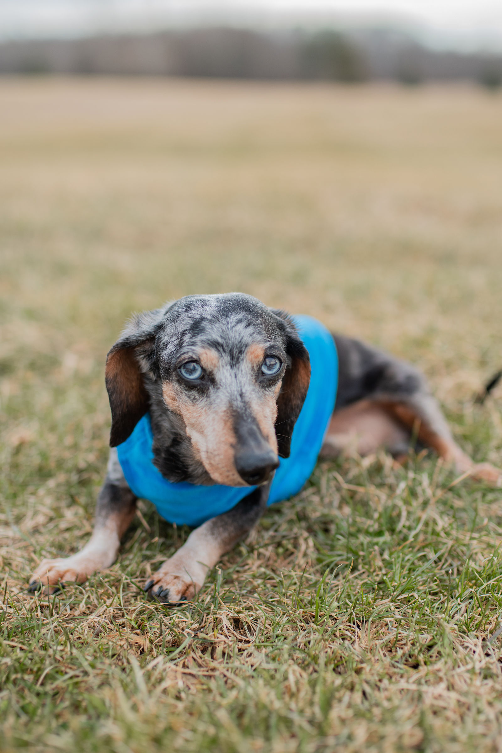 Abby (Wiggles) by Abigail Reed Photography