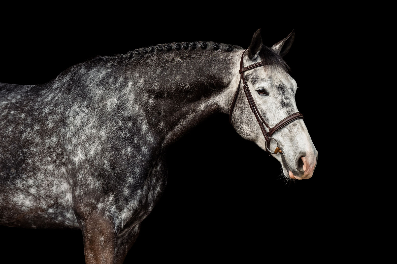 Kobe by Jordan Testa Photography